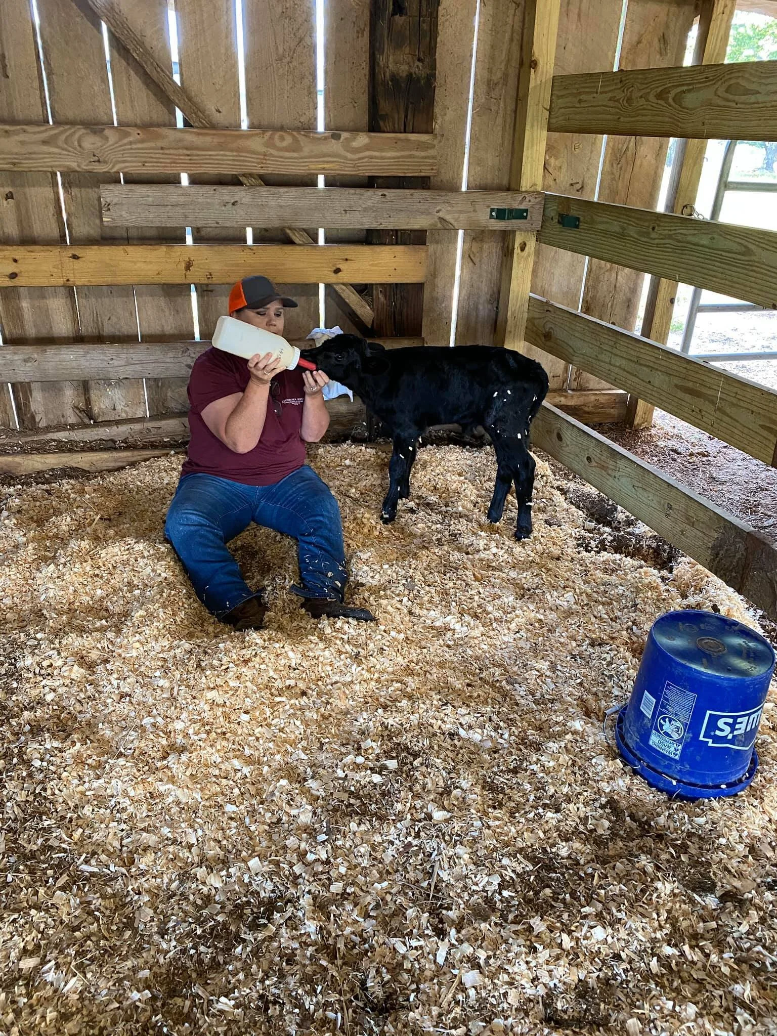 Stubborn Heifer Cattle Co