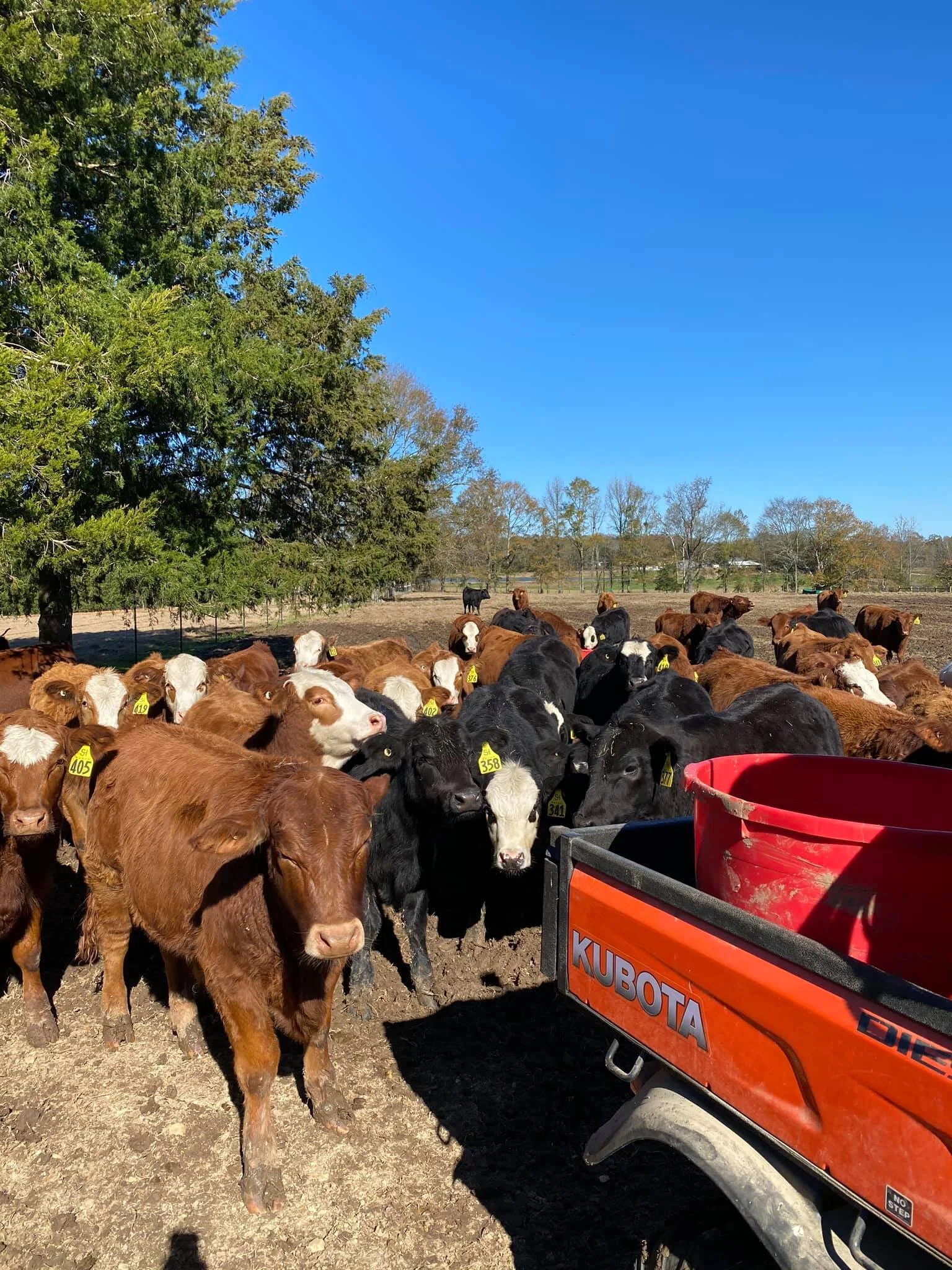 Stubborn Heifer Cattle Co