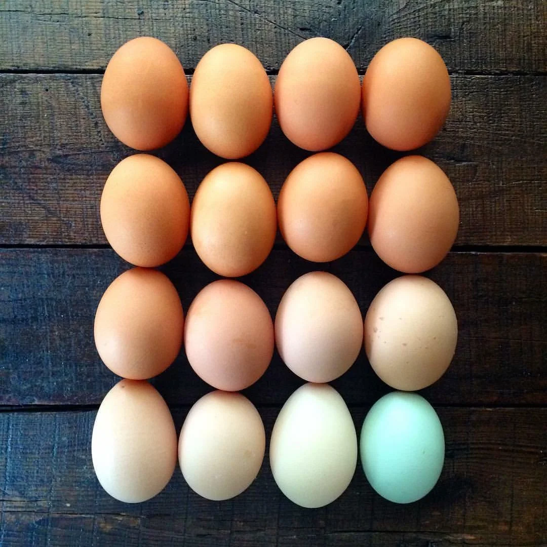 Eggs, Milk & Cheese at Cold Spring Farm — Cold Spring Farm