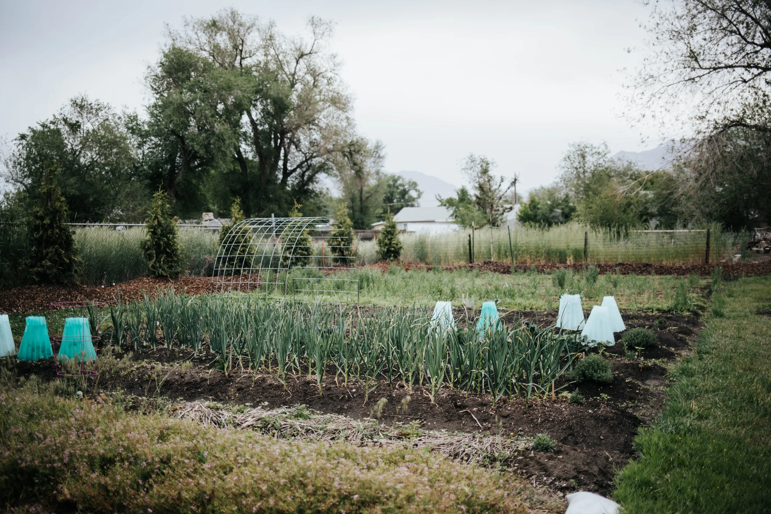 A Late Spring ‘22 Garden Update - GATHER & GROW