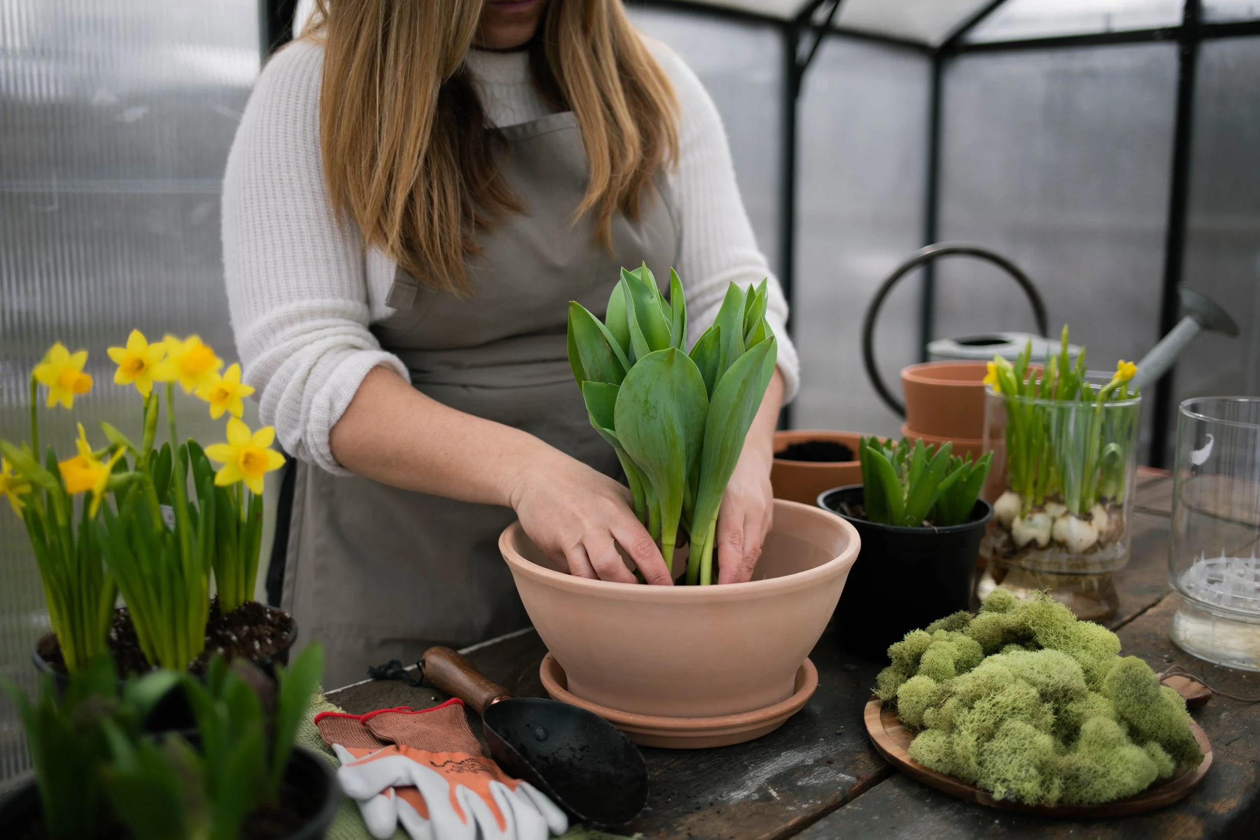 Potting up Bulbs To Welcome Spring’s Return - GATHER & GROW