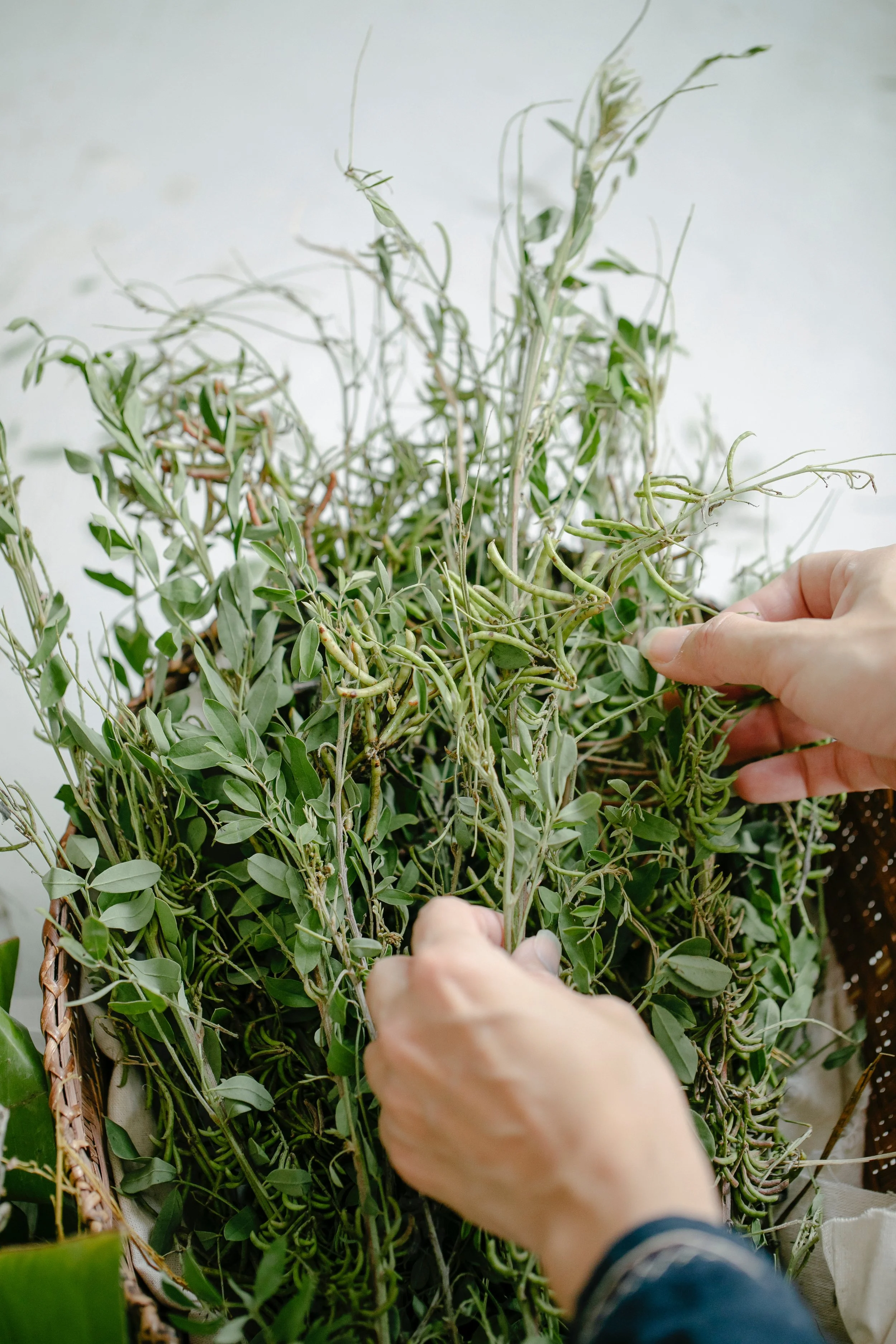 GATHER & GROW - Offerings + Courses