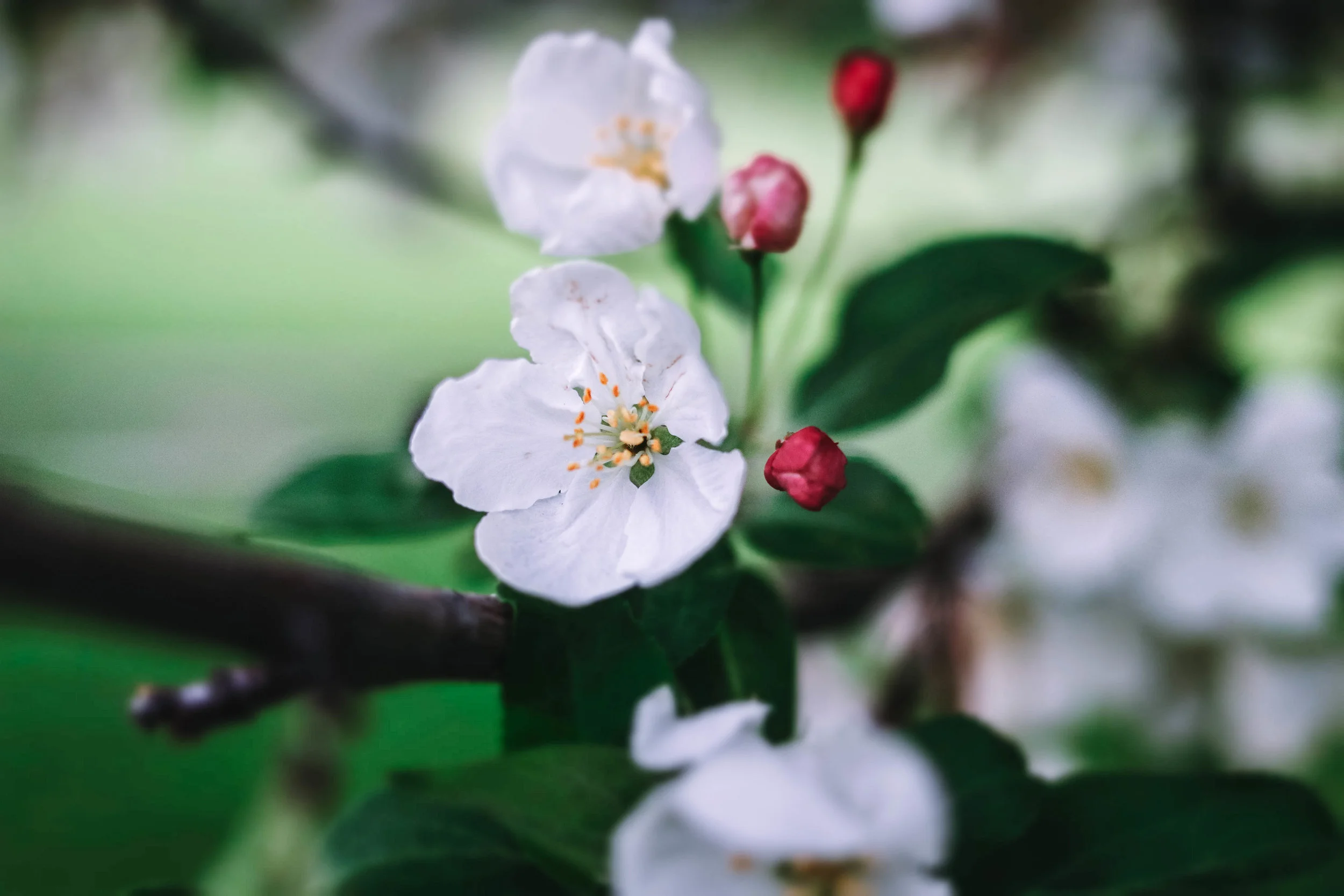 Spring Sustainable Gardening Tips - GATHER & GROW