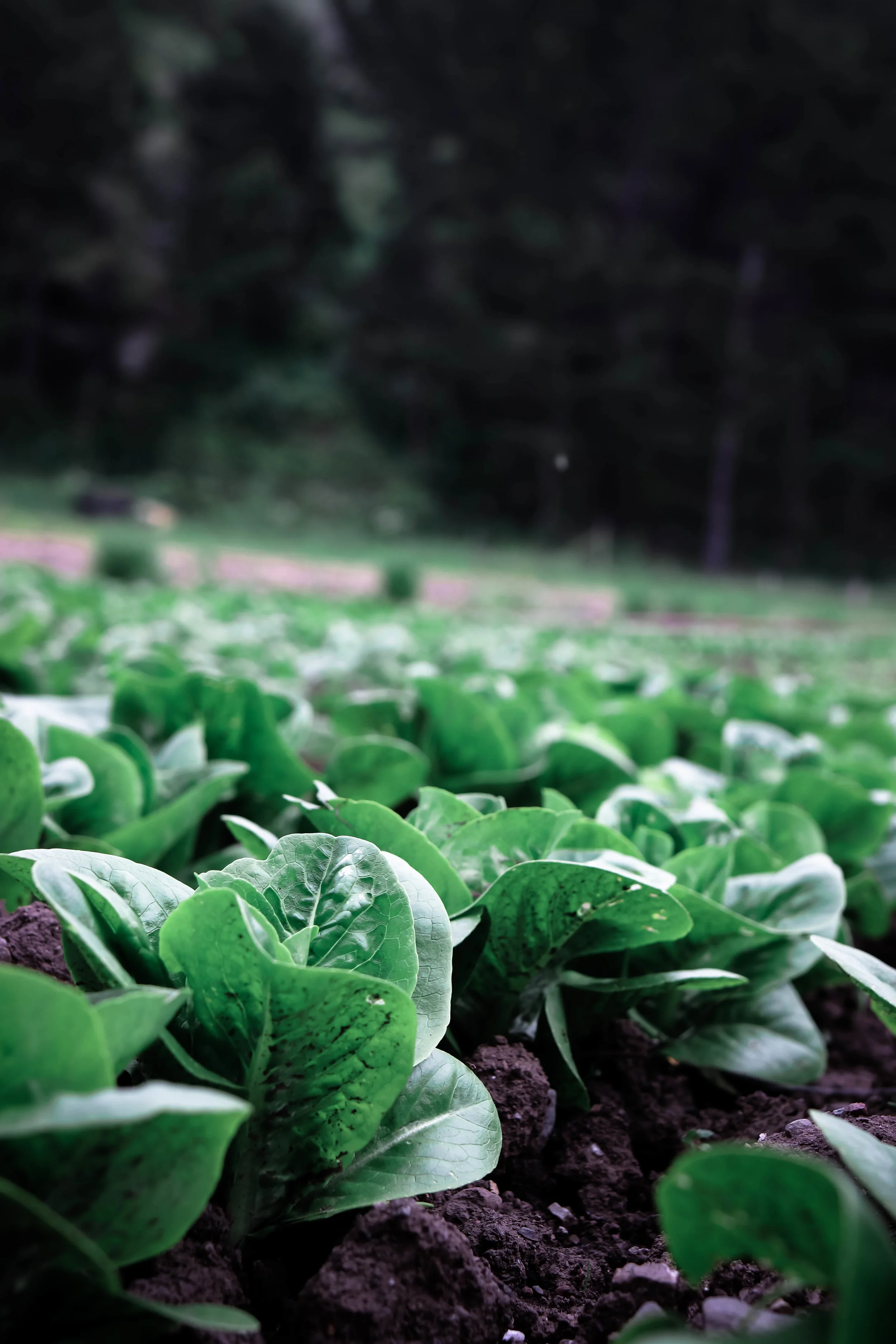 Spring Sustainable Gardening Tips - GATHER & GROW