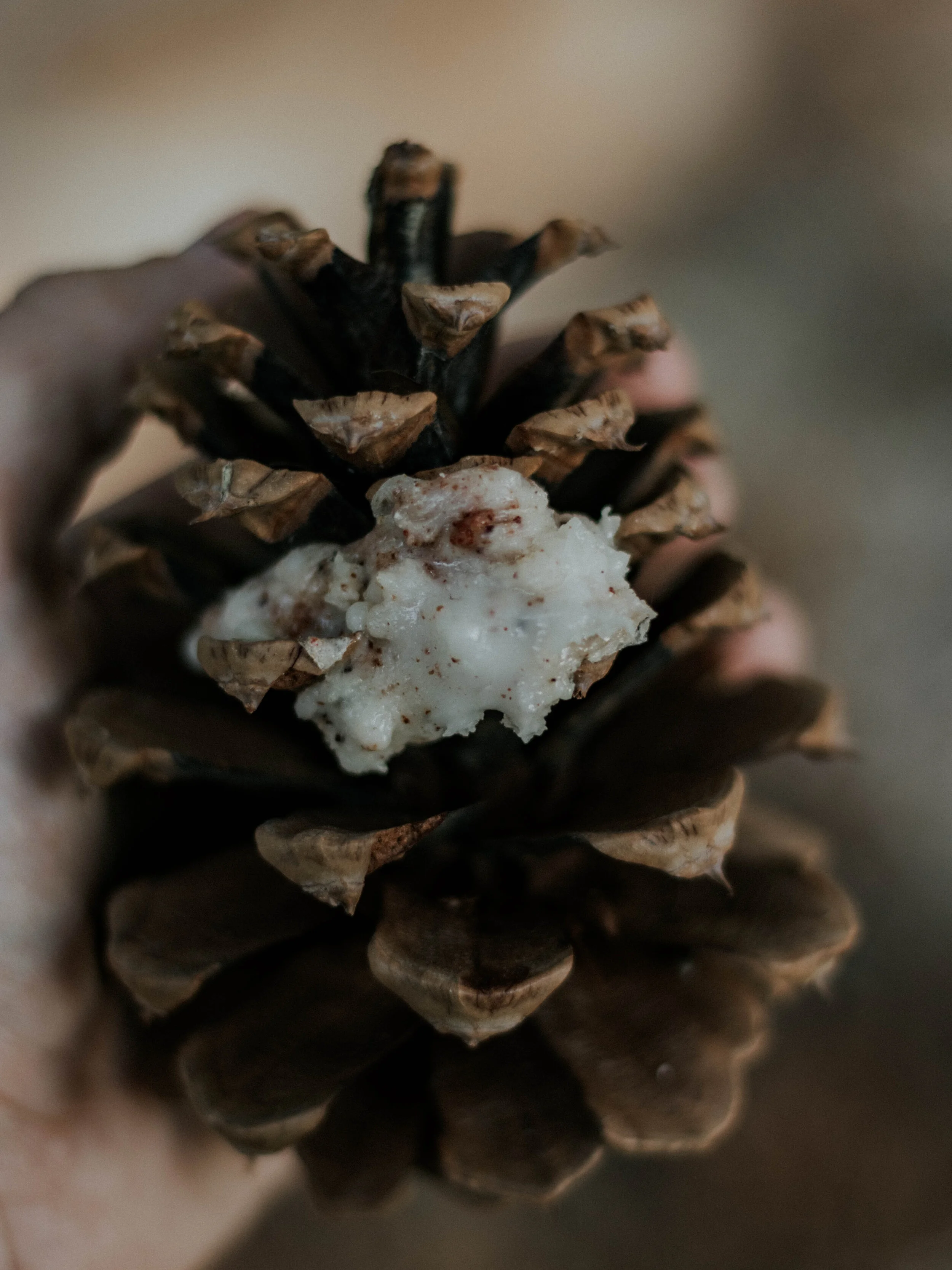 Wild Foraged Pine Resin Balm - GATHER & GROW