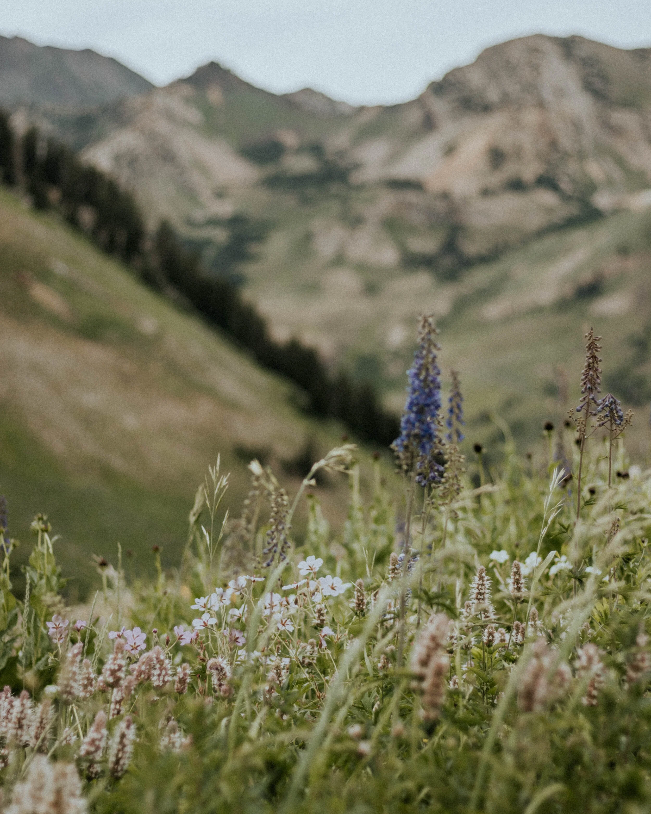 15 Ways to Rewild Yourself - GATHER & GROW