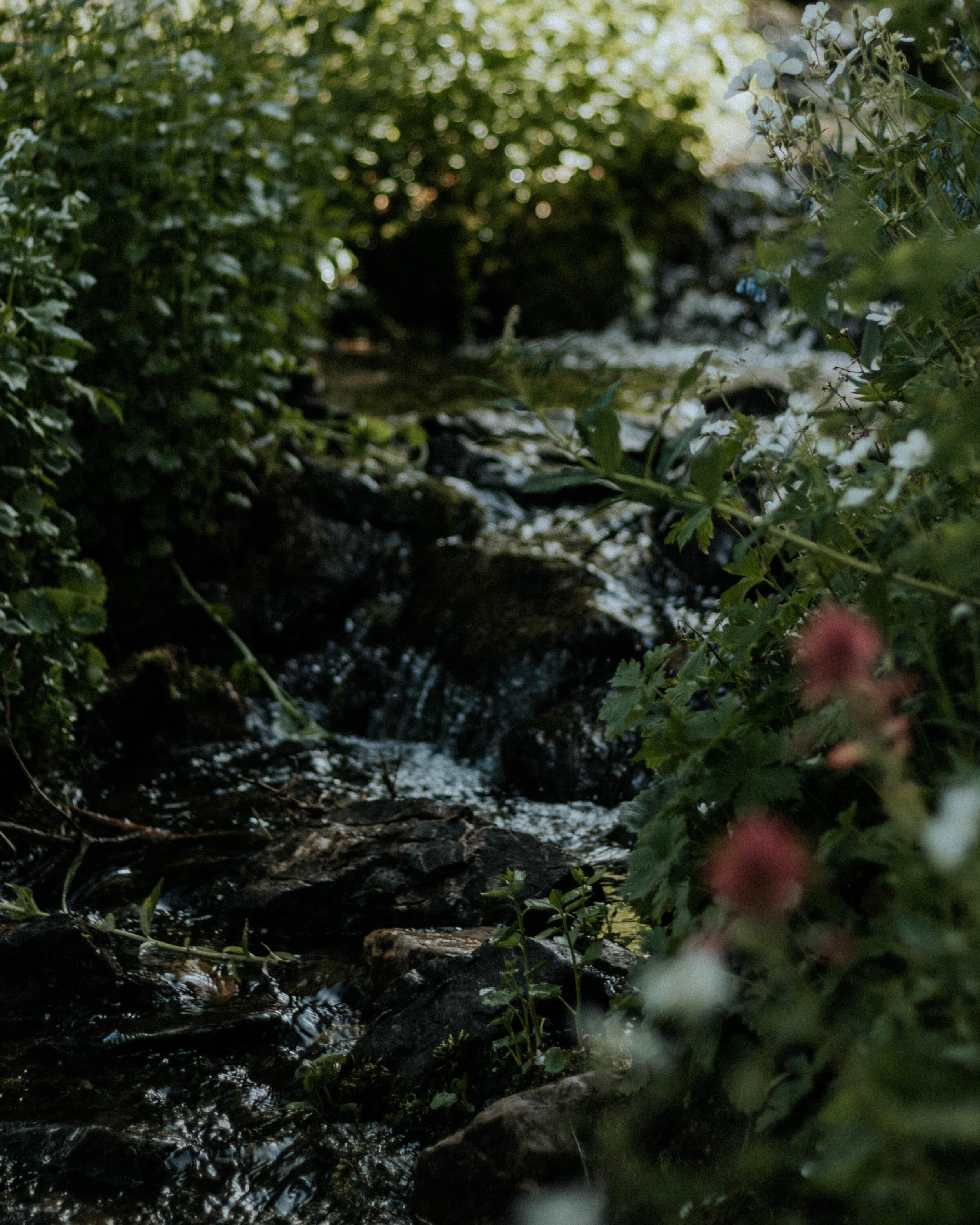 15 Ways to Rewild Yourself - GATHER & GROW