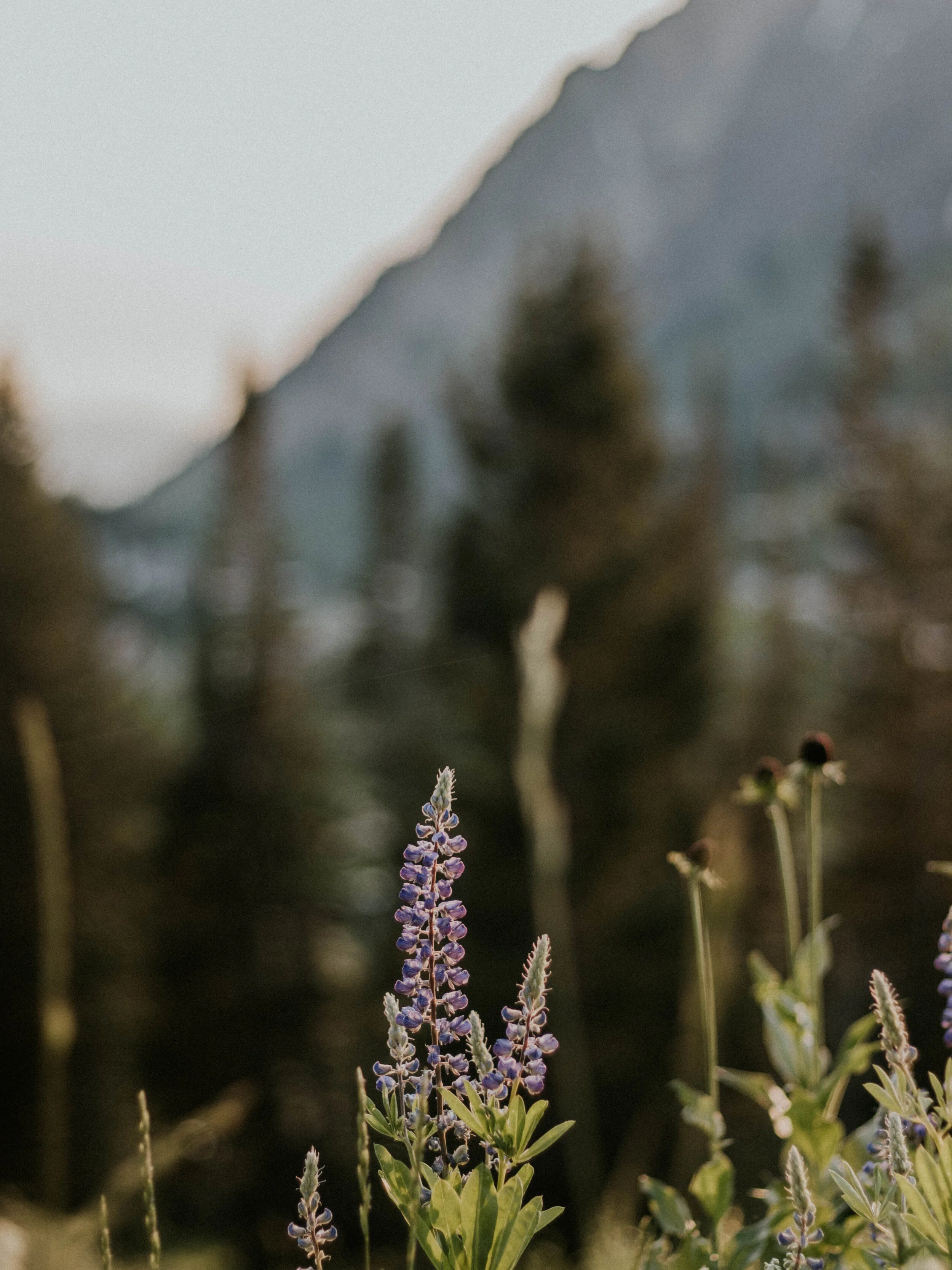 15 Ways to Rewild Yourself - GATHER & GROW