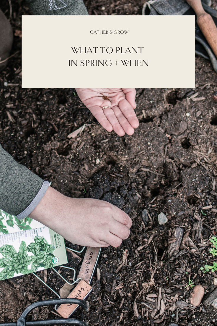 What to Plant in Spring & When - GATHER & GROW