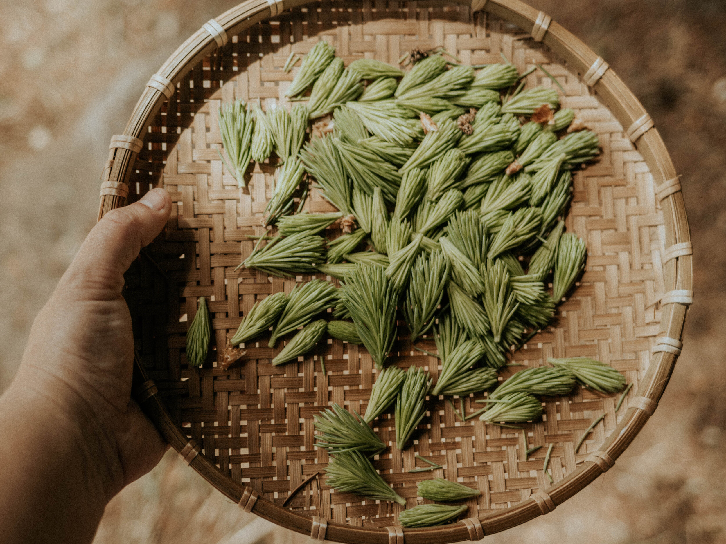 Foraging Wild Spruce Tips - GATHER & GROW