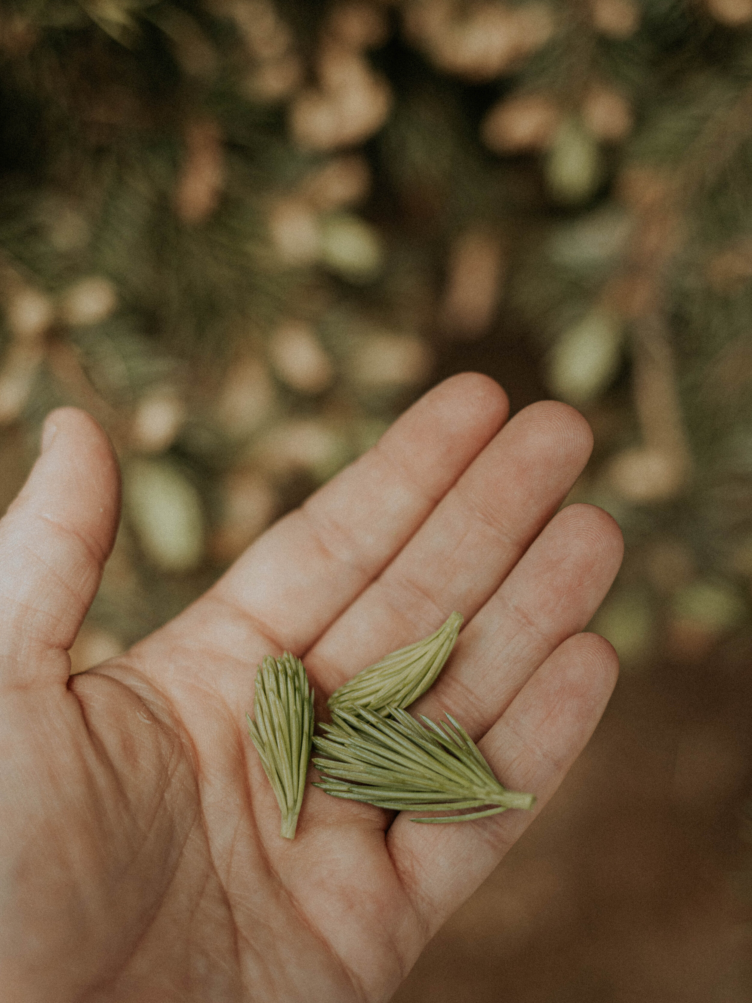 Foraging Wild Spruce Tips - GATHER & GROW