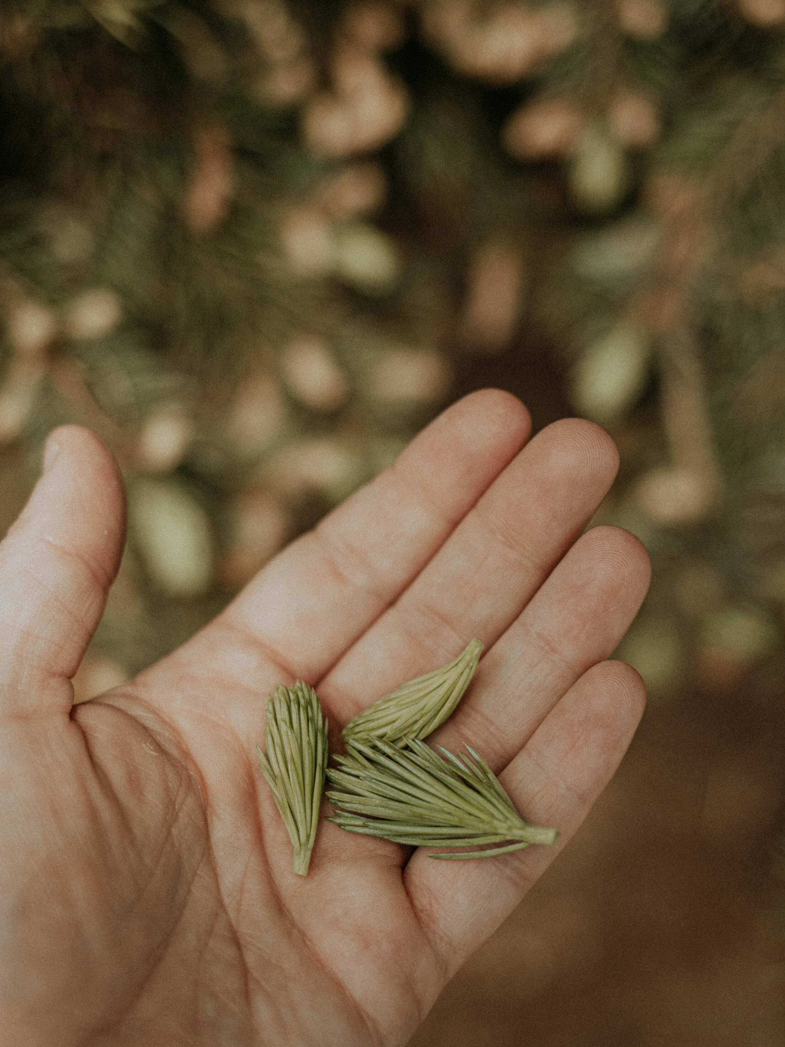 Foraging Wild Spruce Tips - GATHER & GROW