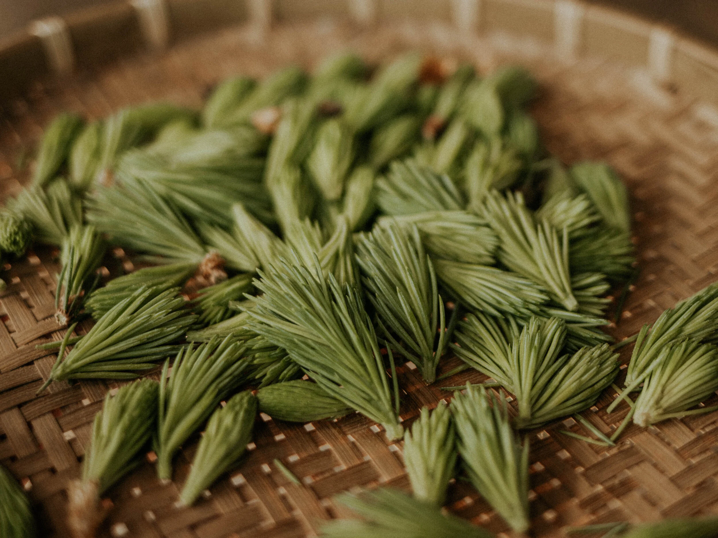 Foraging Wild Spruce Tips - GATHER & GROW