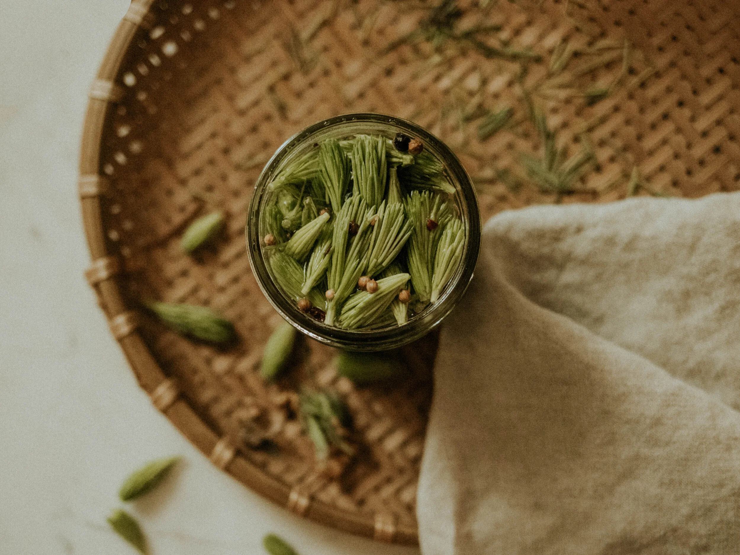 Foraging Wild Spruce Tips - GATHER & GROW