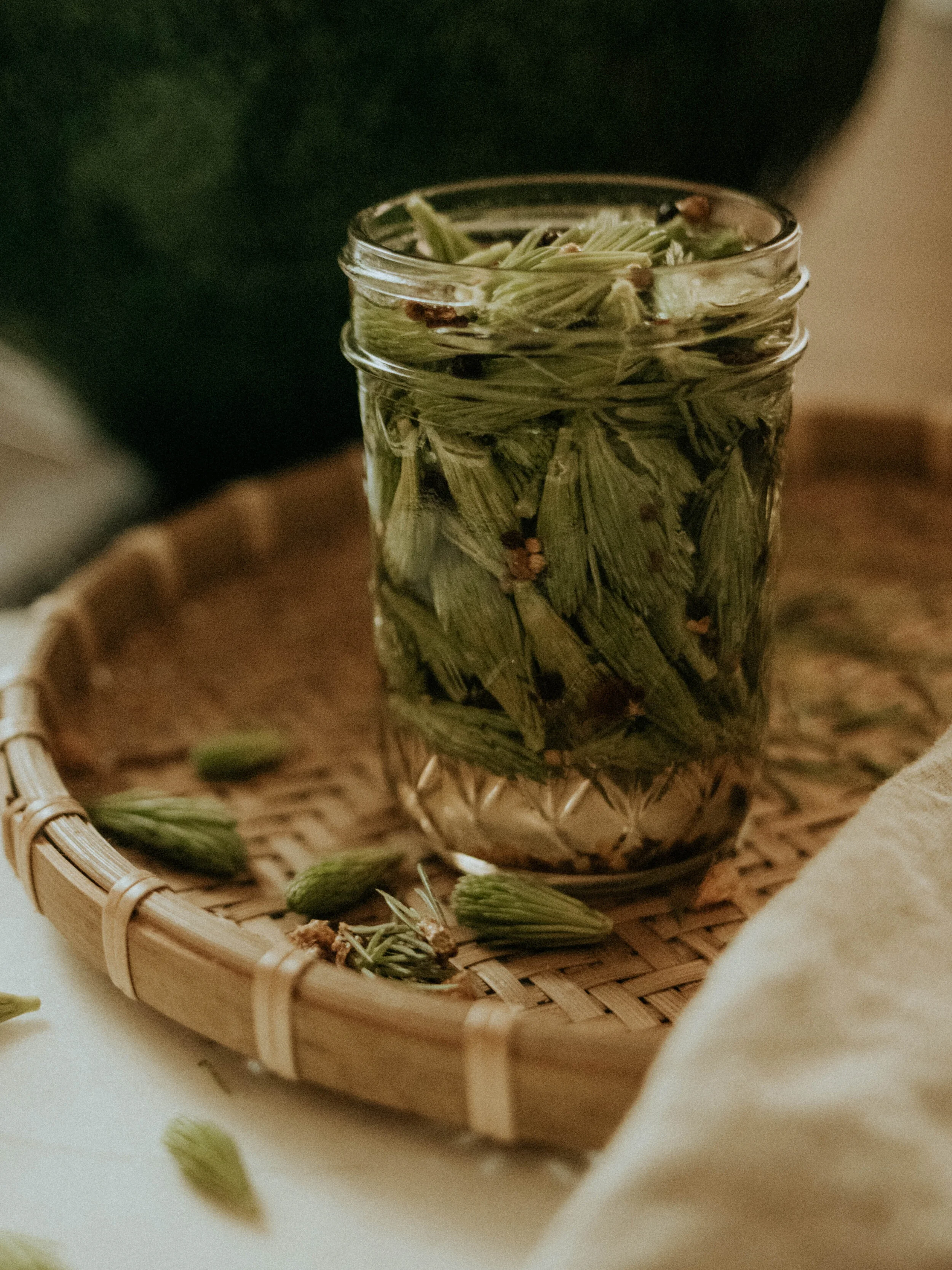 Foraging Wild Spruce Tips - GATHER & GROW