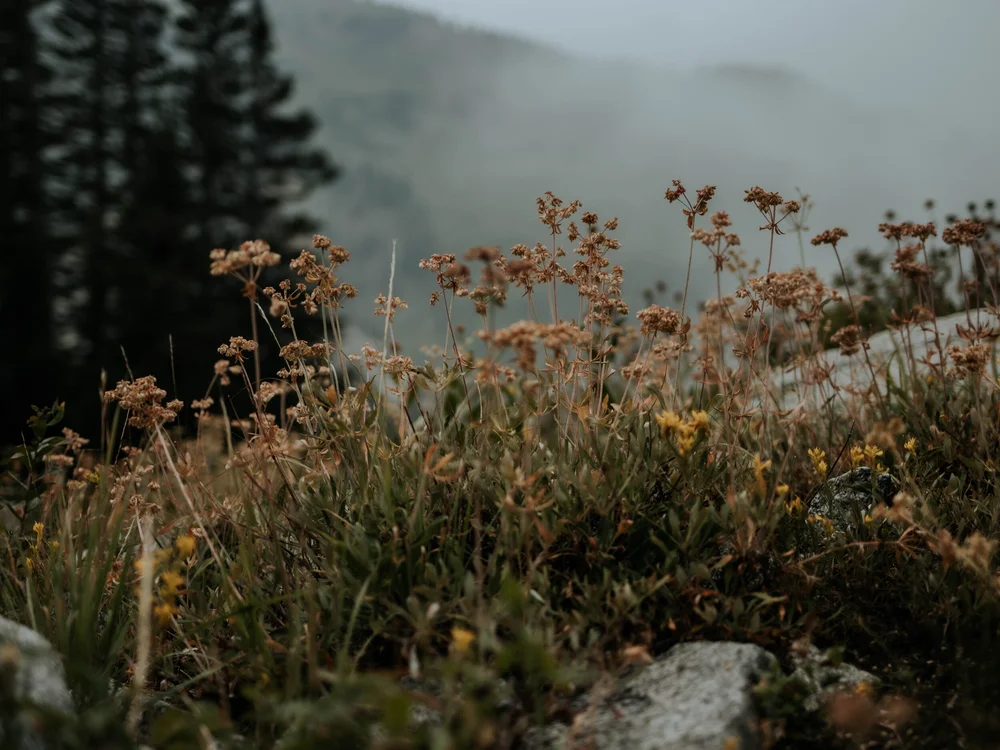 Learning the Language of our Land - GATHER & GROW