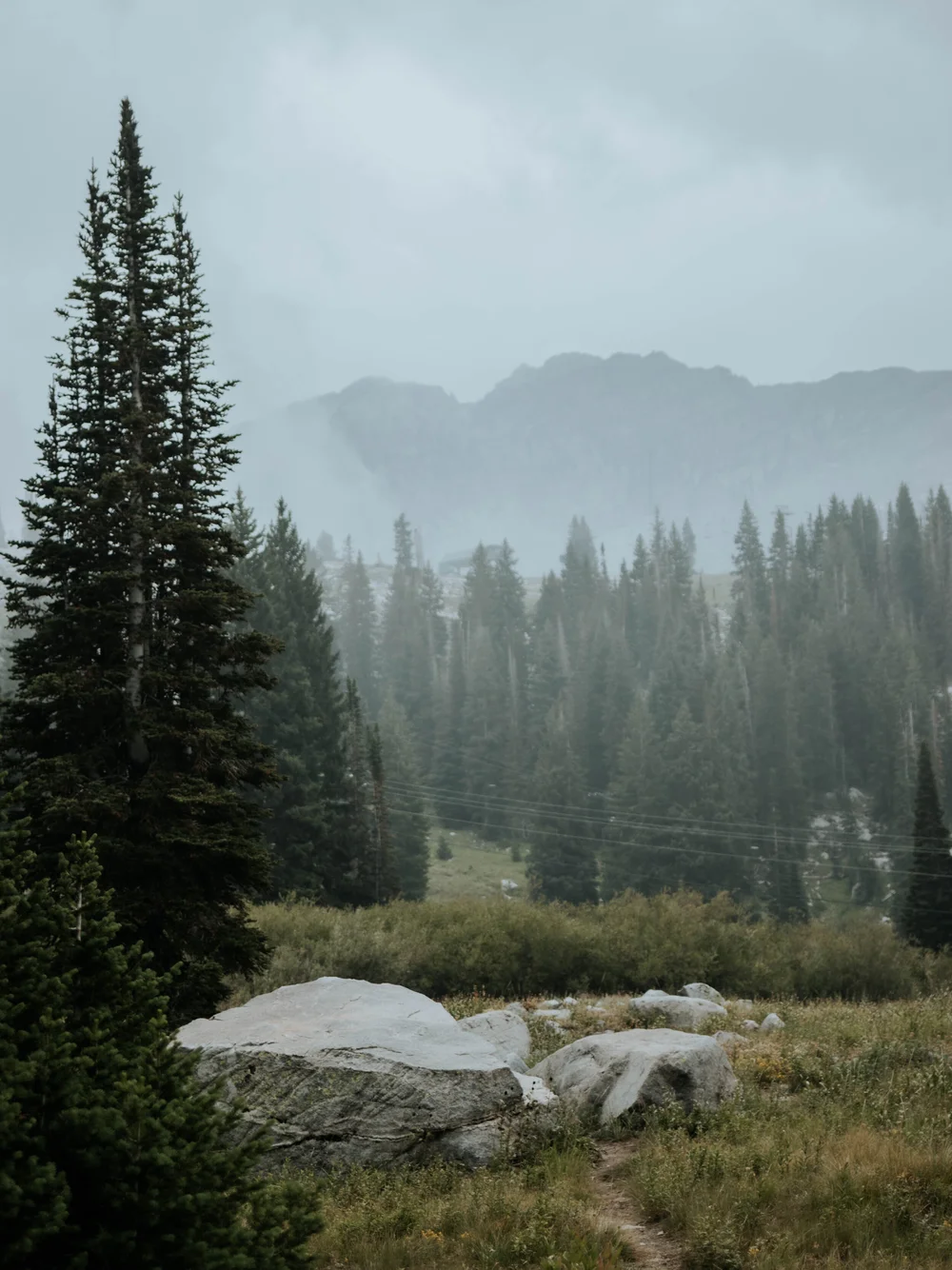 Nature Forest Tumblr
