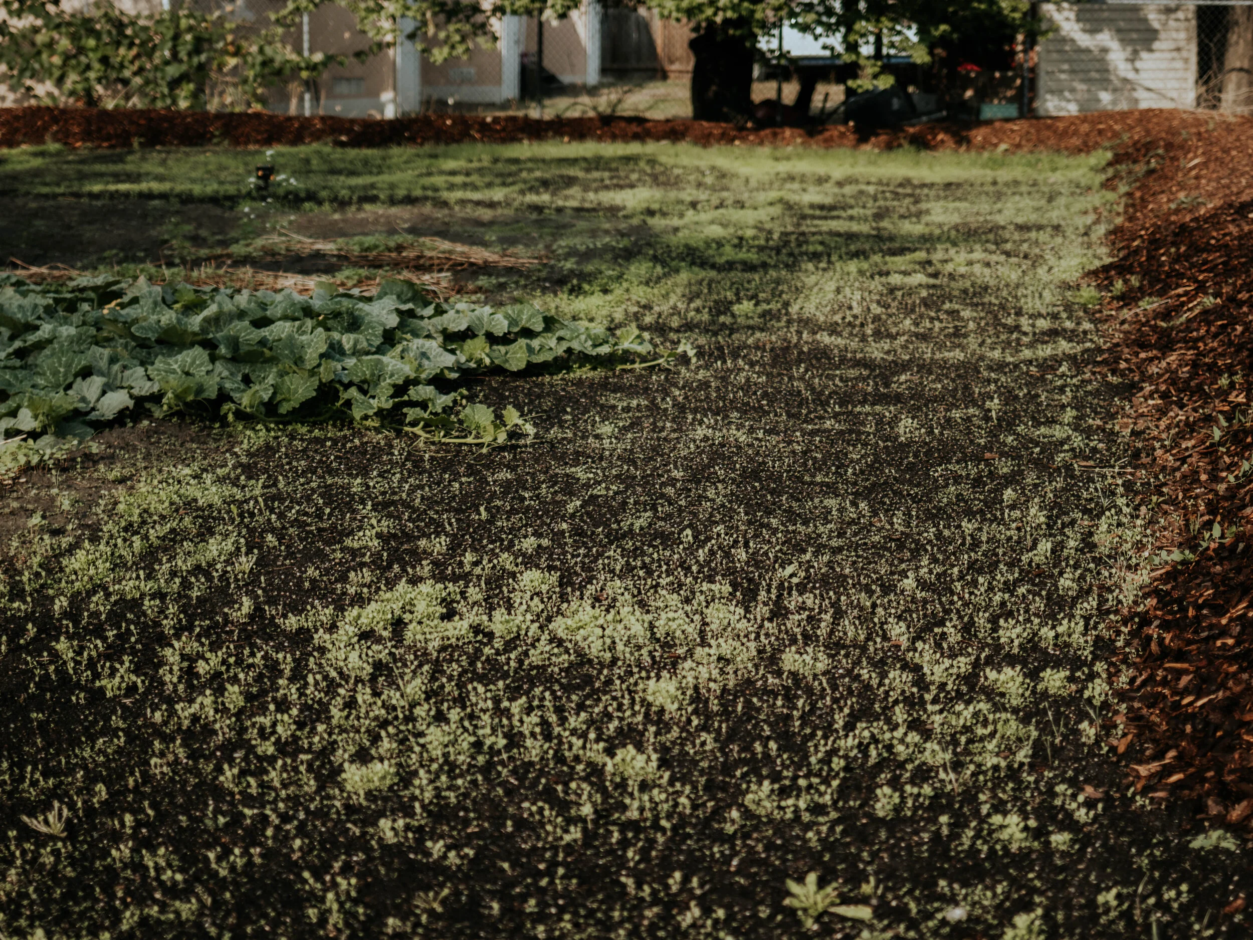 Planting our Regenerative Orchard - GATHER & GROW