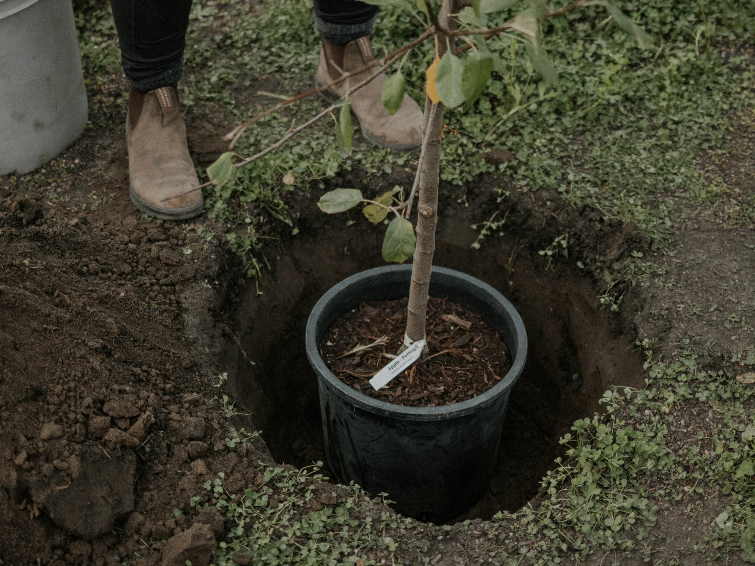 Planting our Regenerative Orchard - GATHER & GROW