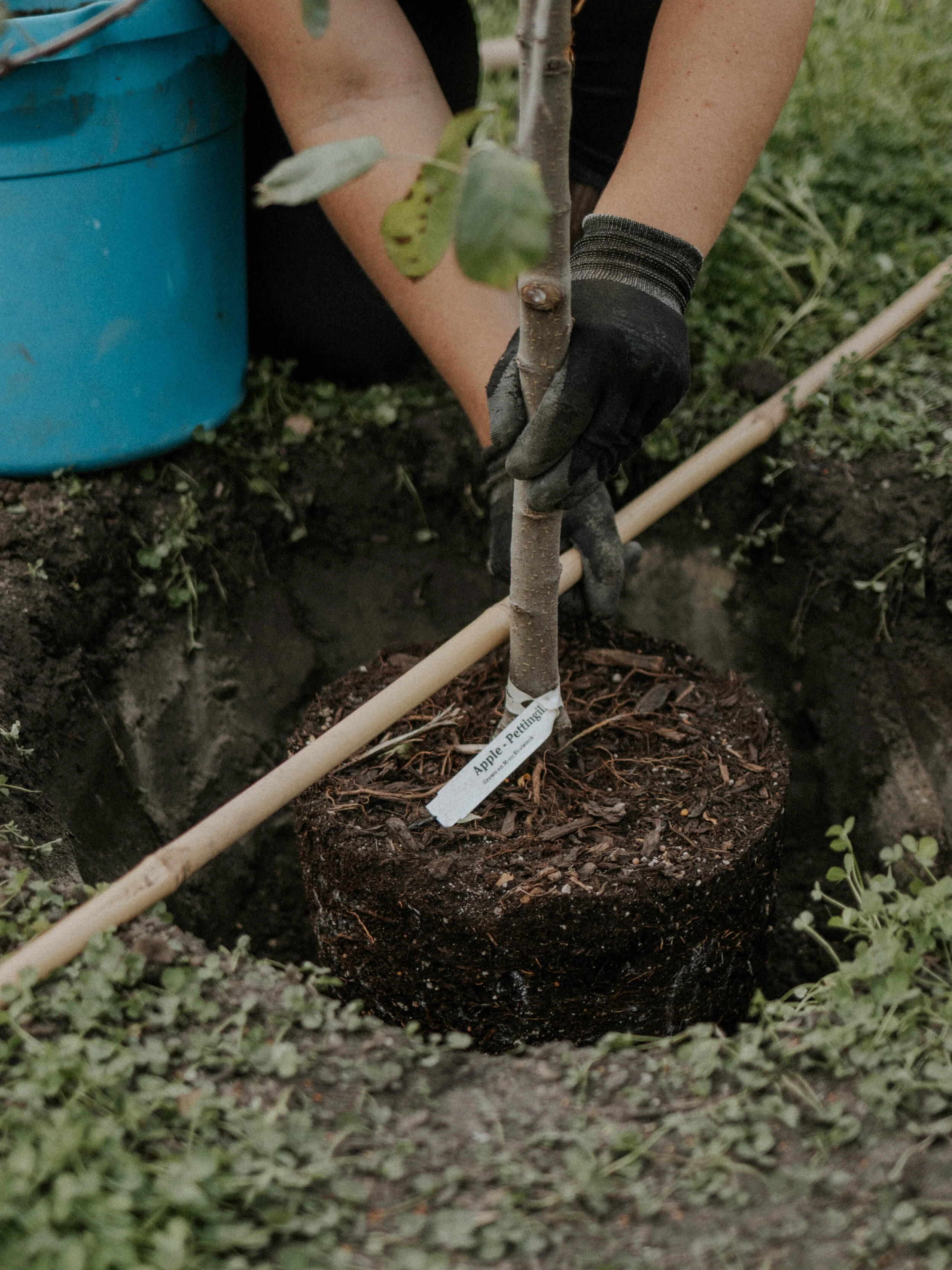 Planting our Regenerative Orchard - GATHER & GROW