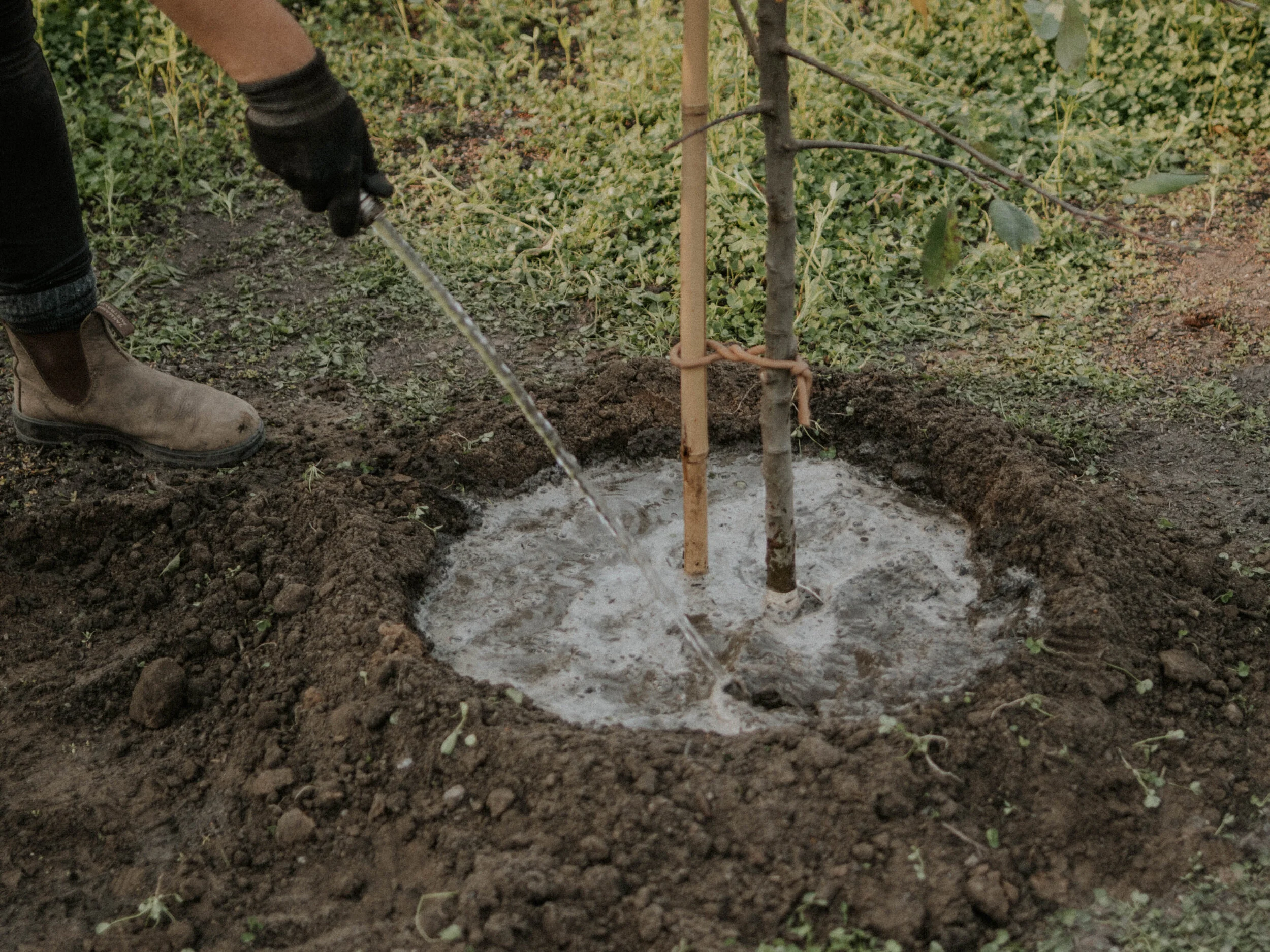 Planting our Regenerative Orchard - GATHER & GROW