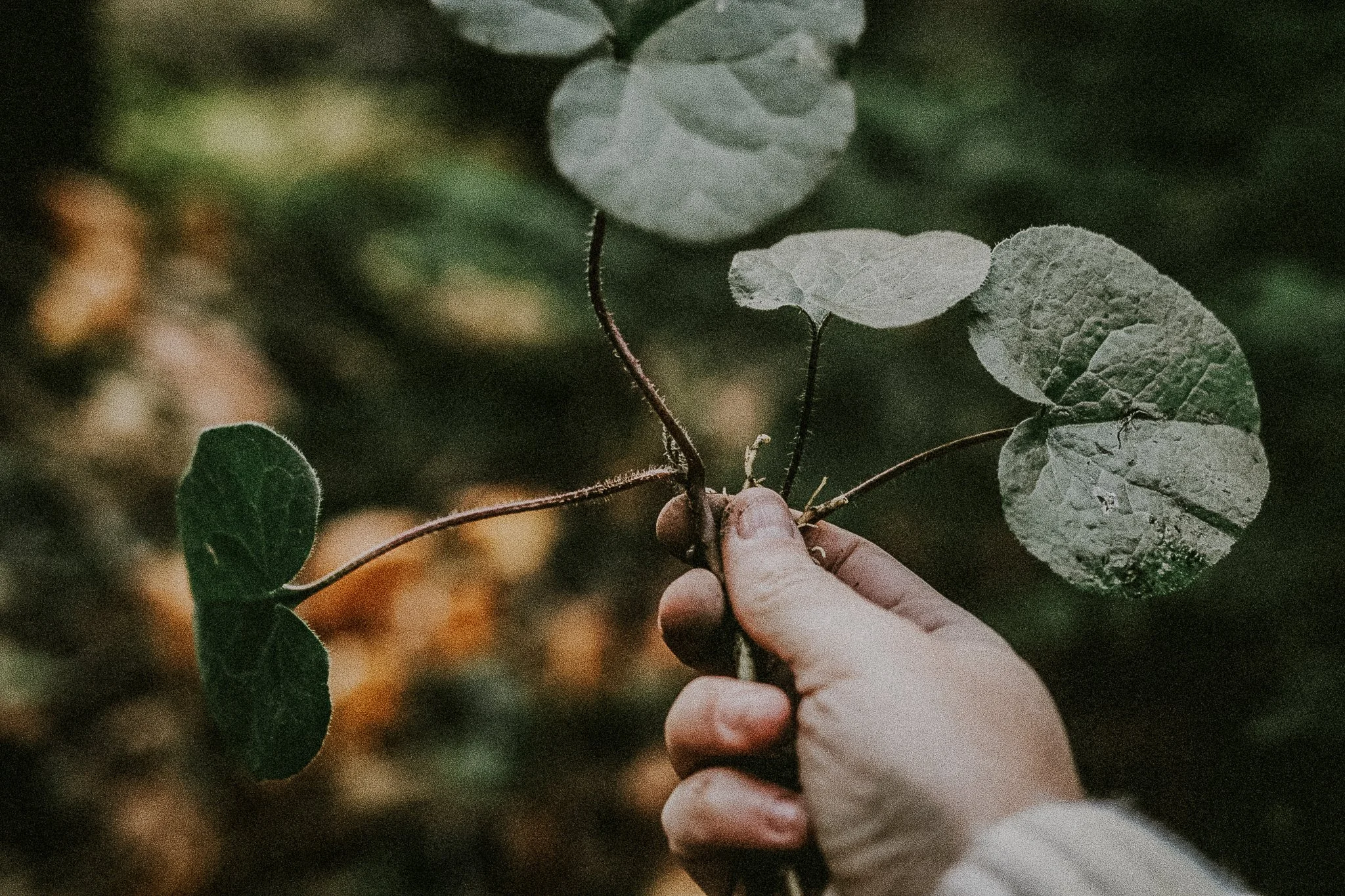 Re-membering our Roots: a Journey with Plants and Ancestry - GATHER & GROW