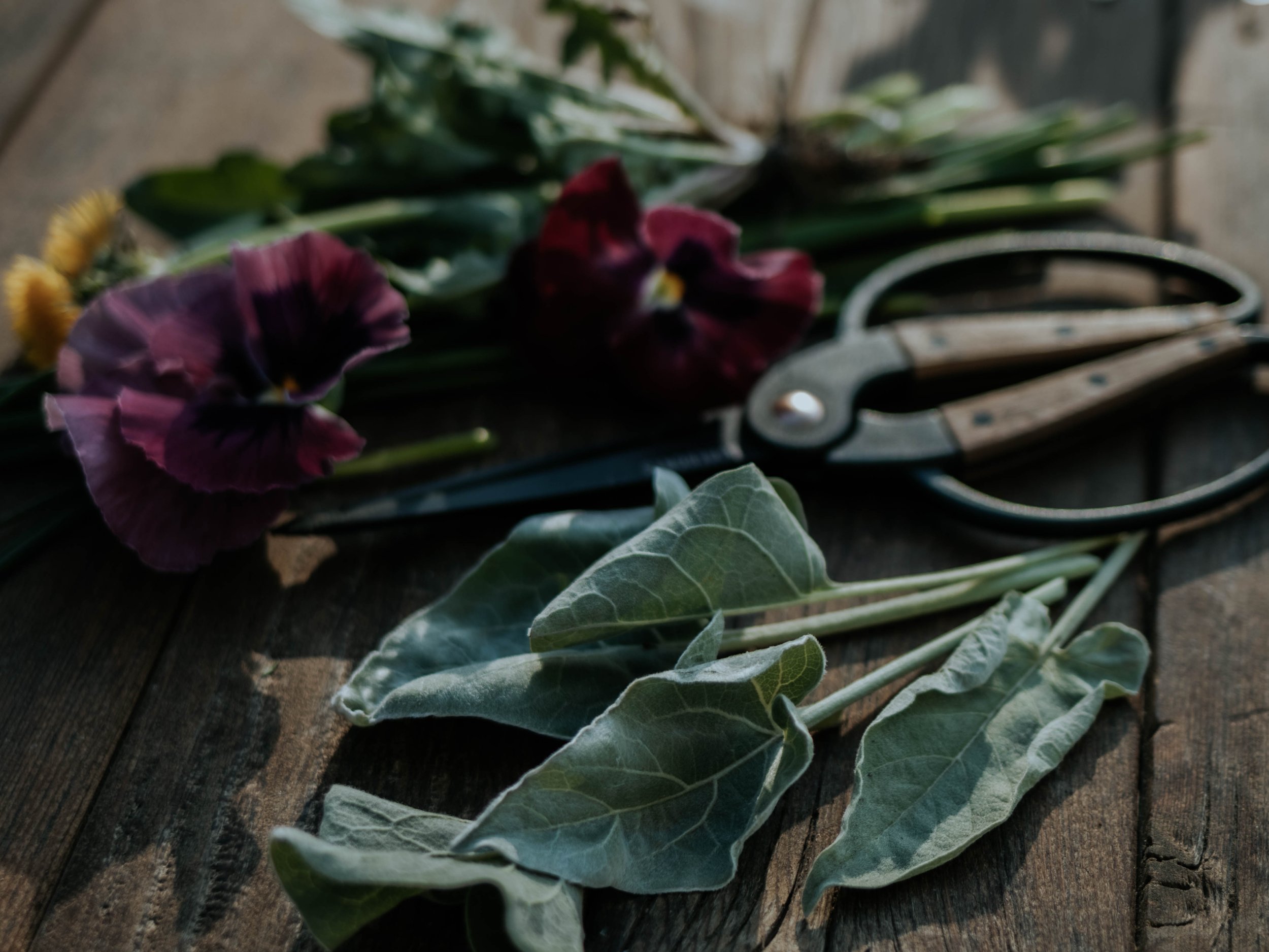 A Forager’s Checklist for Safe, Sustainable & Ethical Foraging - GATHER ...