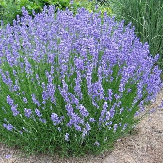 Drought Tolerant Plants for a Wild Garden - GATHER & GROW