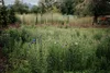 How to Install a Native Wildflower Meadow - GATHER & GROW