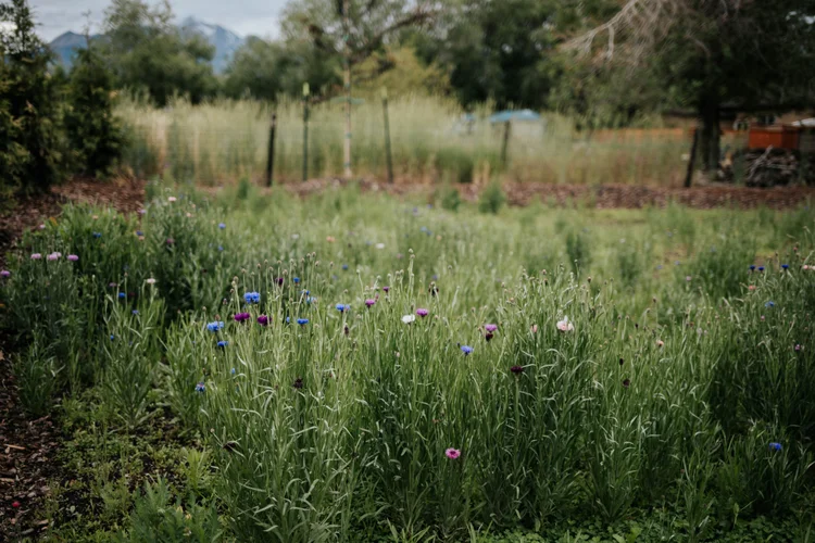 How to Install a Native Wildflower Meadow - GATHER & GROW