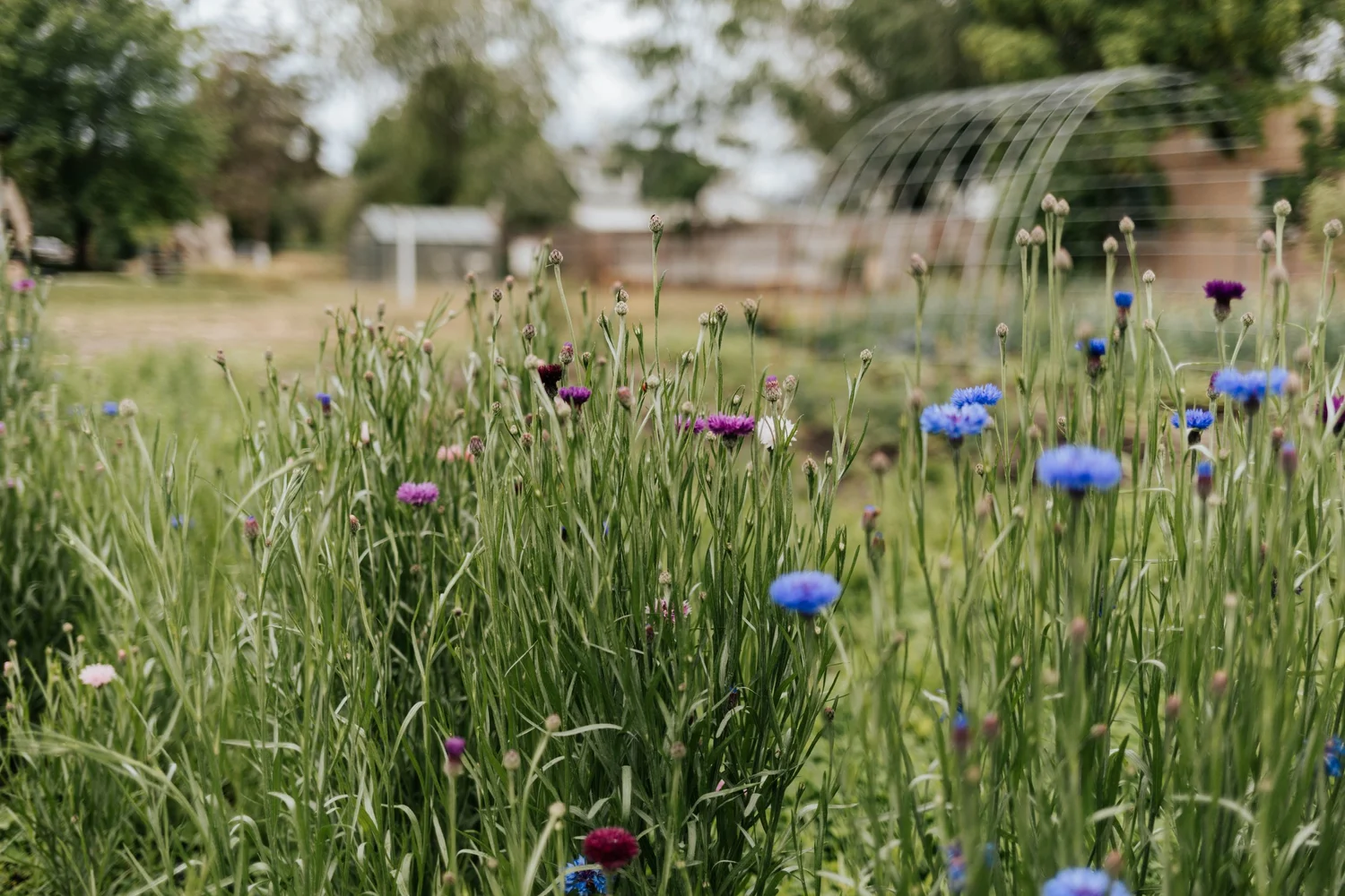How to Install a Native Wildflower Meadow - GATHER & GROW