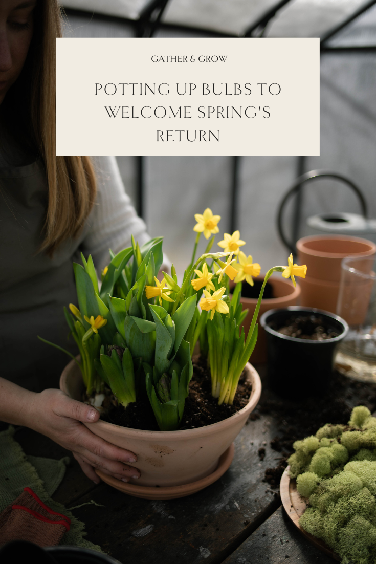 Potting up Bulbs To Welcome Spring’s Return - GATHER & GROW