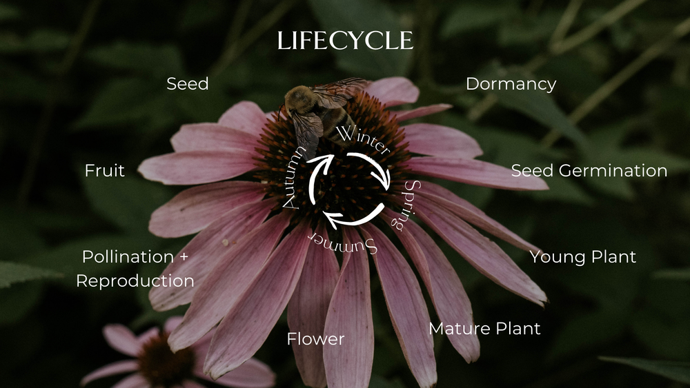 What to Forage & Wildcraft in Each Season - GATHER & GROW