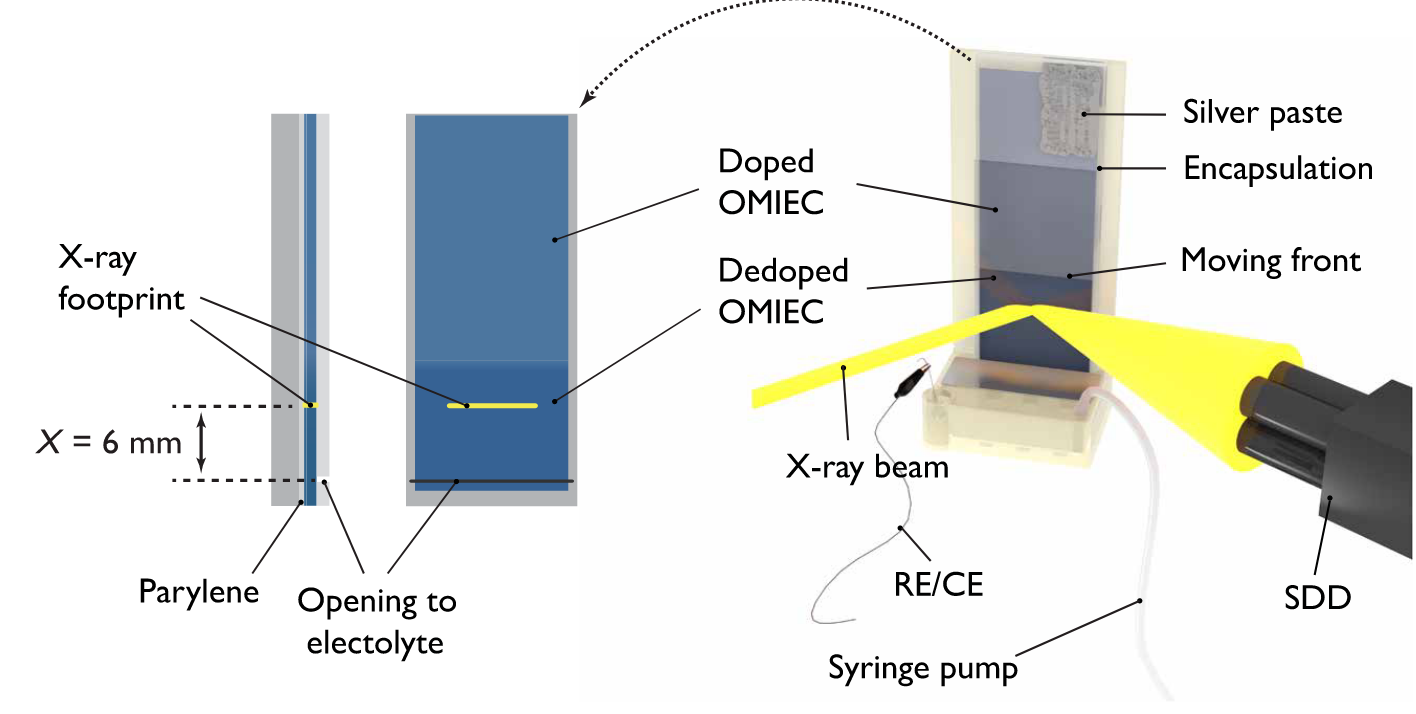 Direct quantification of ion composition and mobility in organic mixed ...