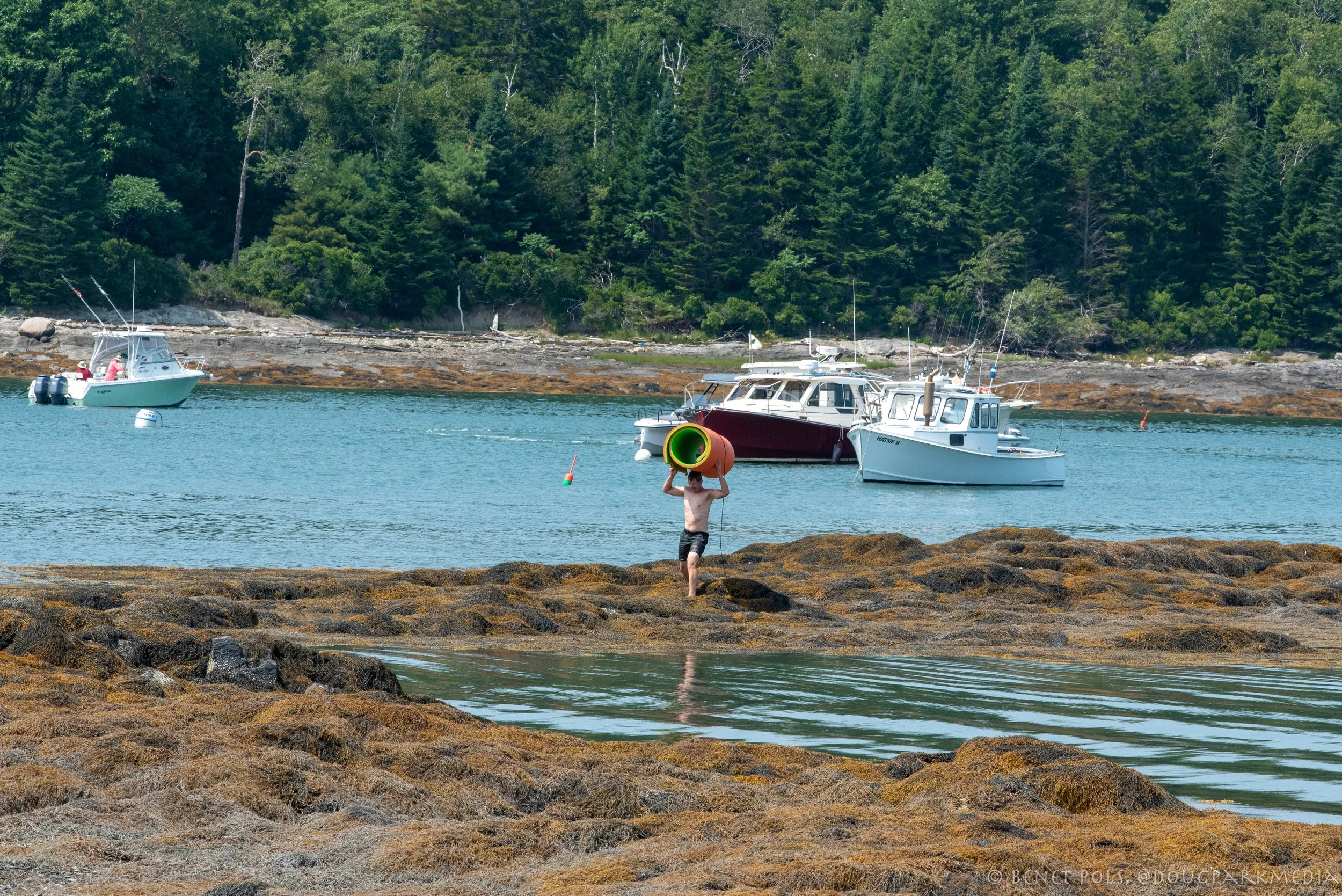 Goslings with Maine Coast Heritage Trust 2024 — Douglas Park Media