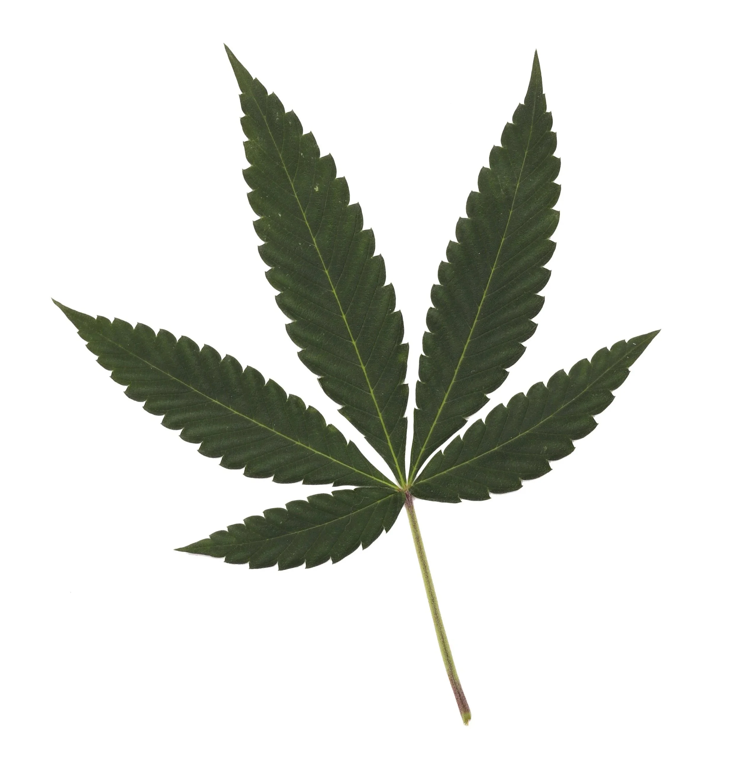 The Benefits of Whole Plant Live Resin: Why Fresh Frozen Cannabis Beats ...