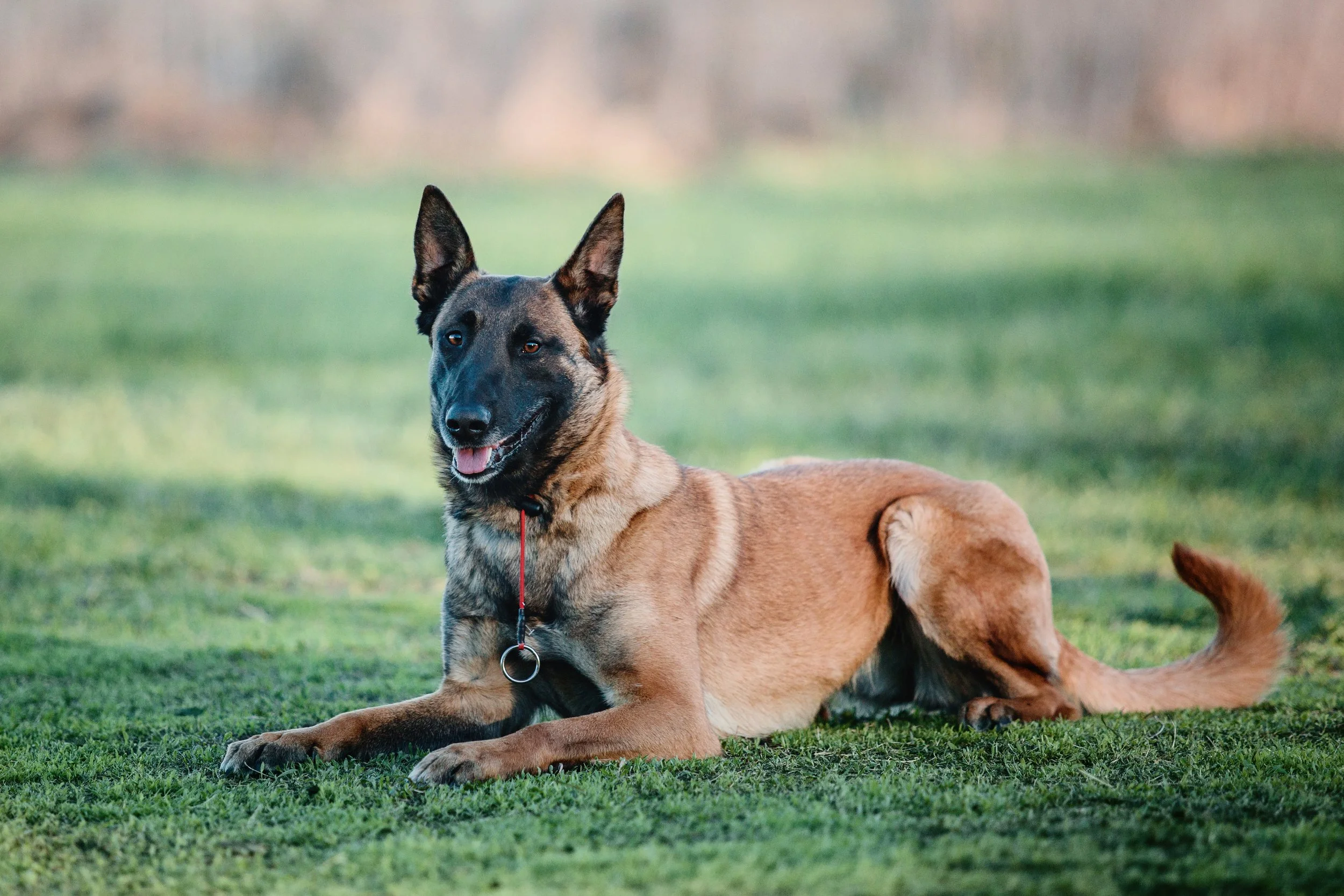 Dog Breed Highlight: Belgian Malinois — Sportsman's Pride