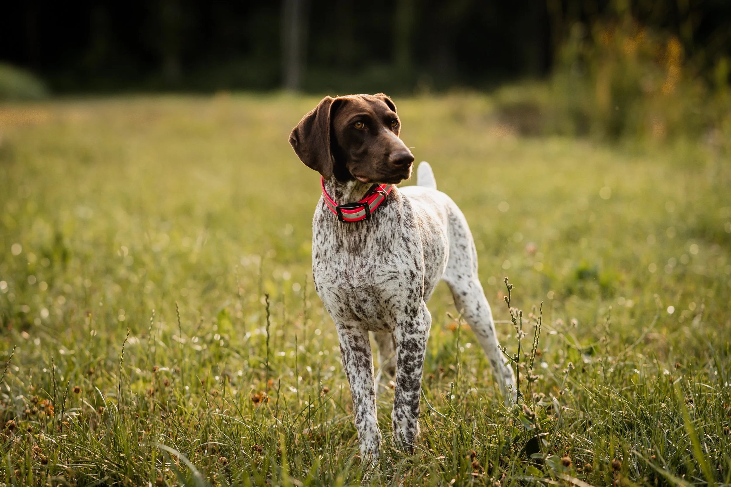 Dog Breed Highlight German Shorthaired Pointer Sportsman s Pride Dog Breed Highlight German Shorthaired Pointer Sportsman s Pride