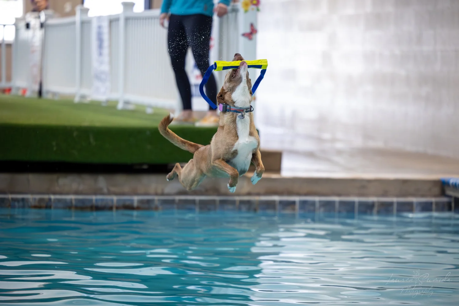 Best Dog Breeds for Dock Diving — Sportsman's Pride