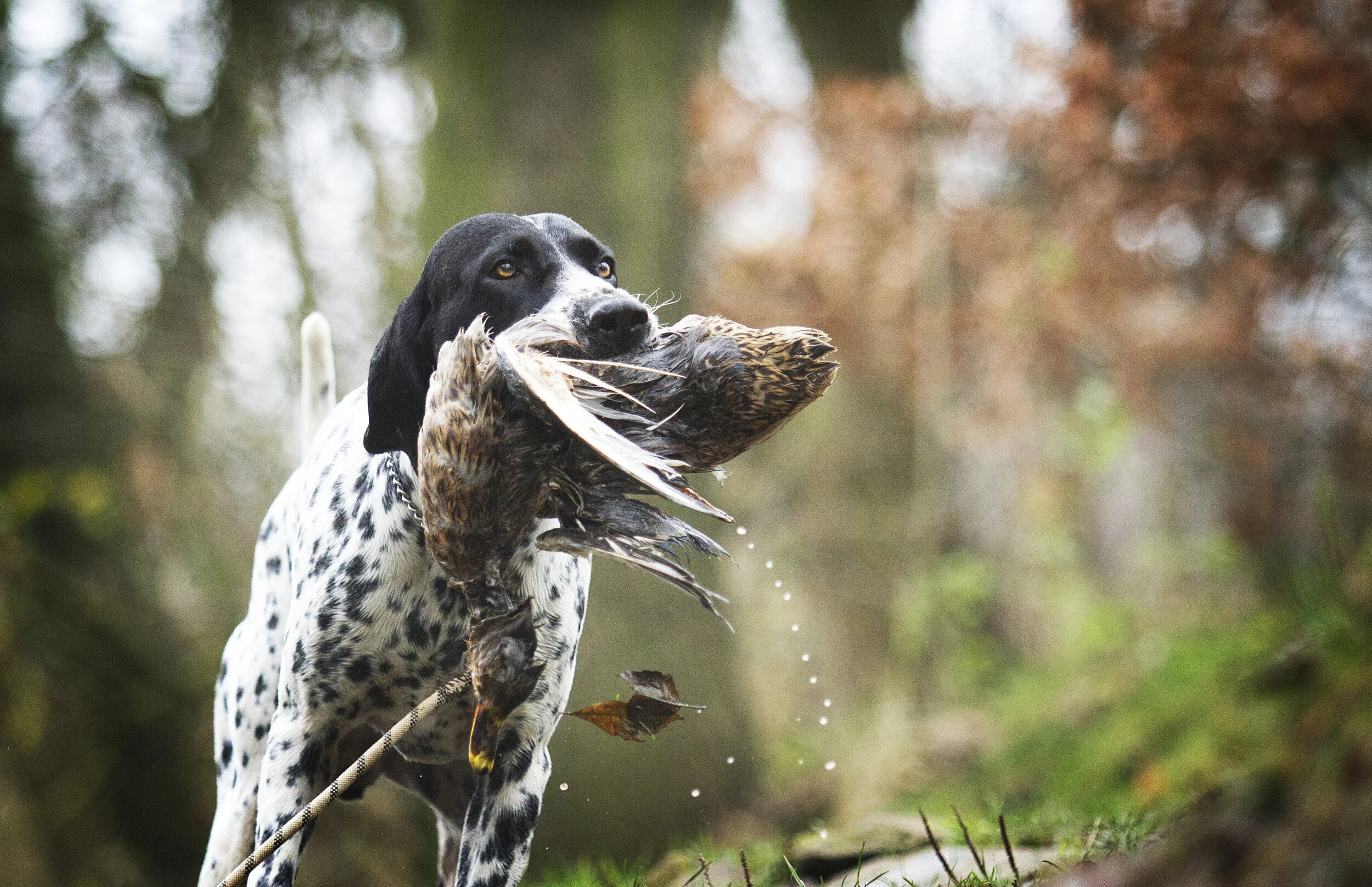 5 Tips for Off-Season Training With Your Hunting Dog — Sportsman's Pride