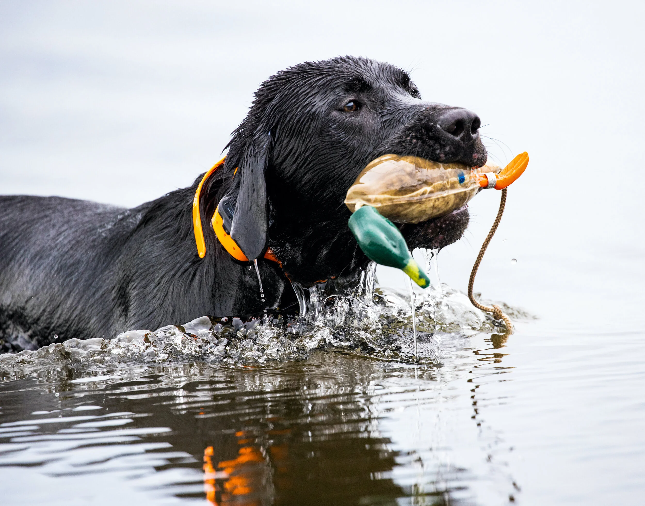 5 Tips for Off-Season Training With Your Hunting Dog — Sportsman's Pride