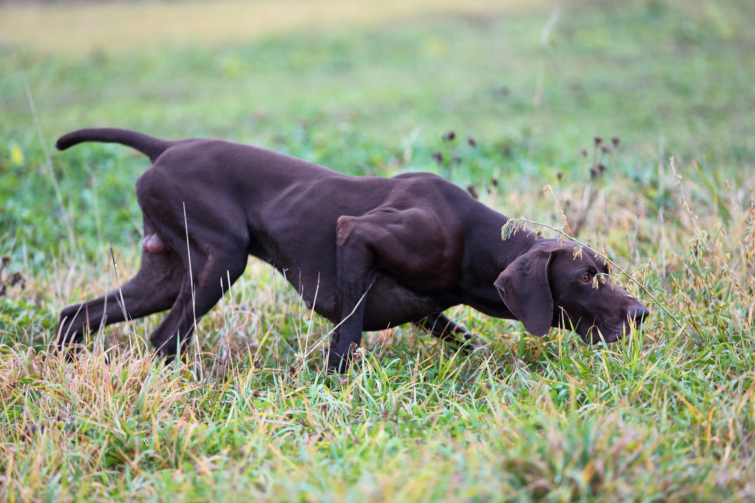 5 Tips for Off-Season Training With Your Hunting Dog — Sportsman's Pride