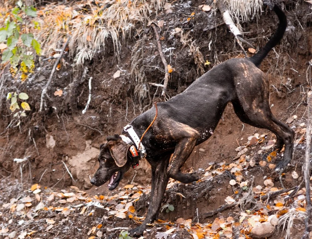 Hunting with Dogs: Basics of Training and Field Safety — Sportsman's Pride