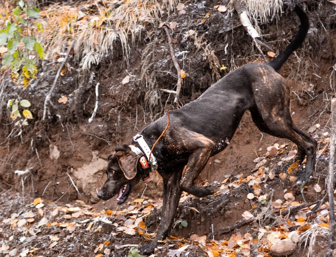 Hunting with Dogs: Basics of Training and Field Safety — Sportsman's Pride