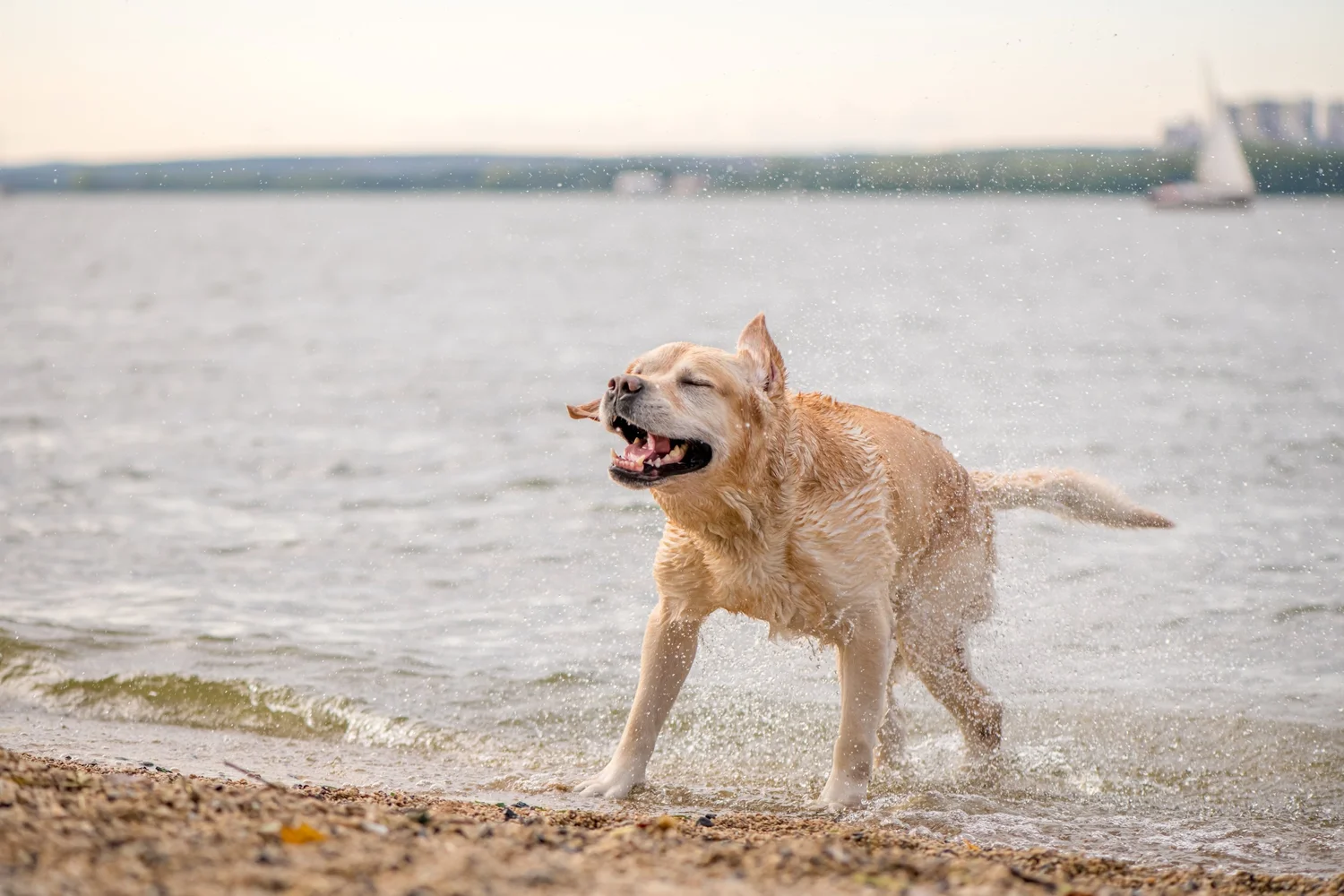Best Dog Breeds for Dock Diving — Sportsman's Pride