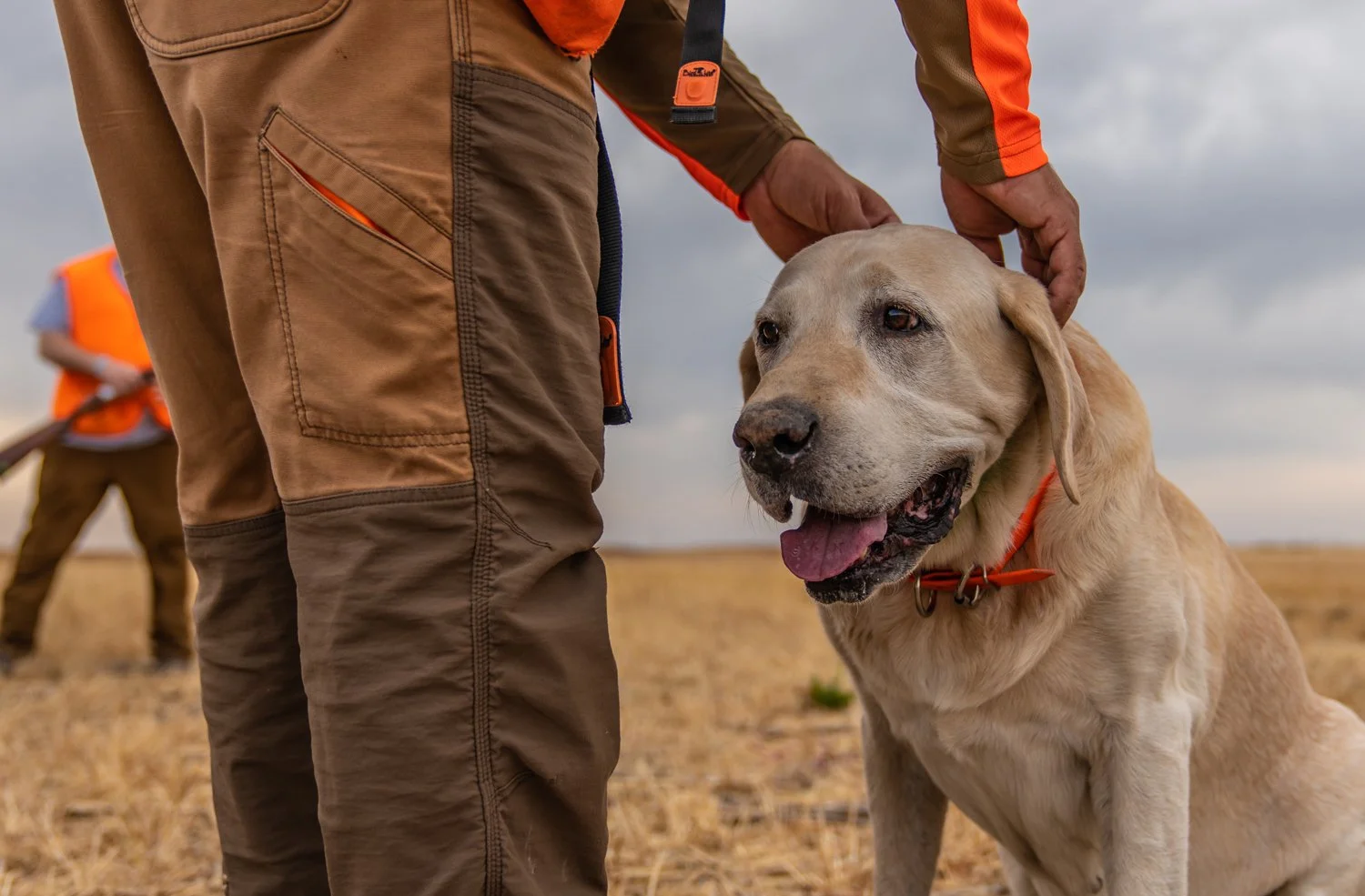 Hunting with Dogs: Basics of Training and Field Safety — Sportsman's Pride