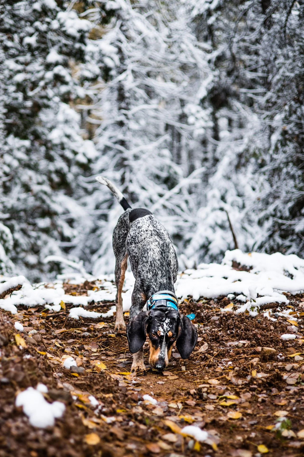 Dog Breed Highlight: BlueTick Coonhounds — Sportsman's Pride
