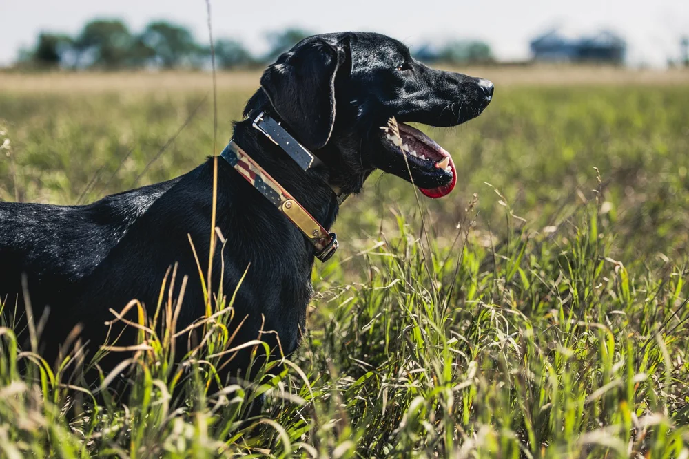 Hunting with Dogs: Basics of Training and Field Safety — Sportsman's Pride