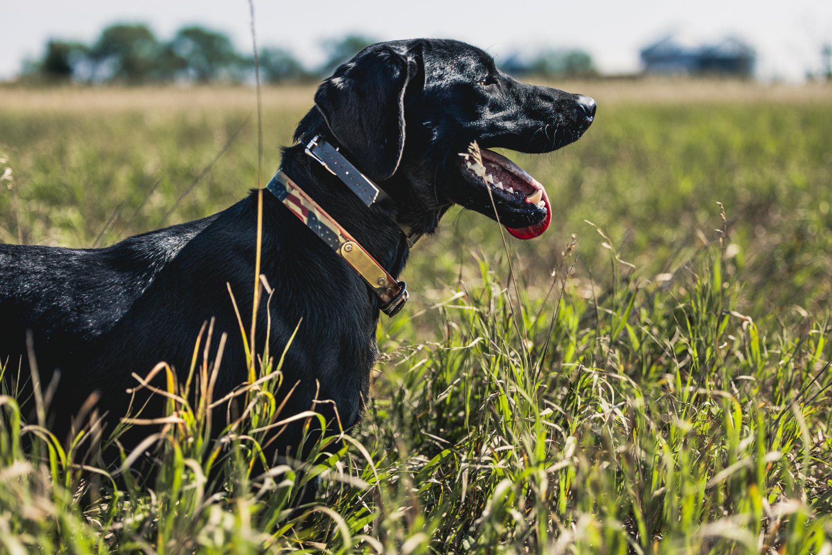 Hunting with Dogs: Basics of Training and Field Safety — Sportsman's Pride