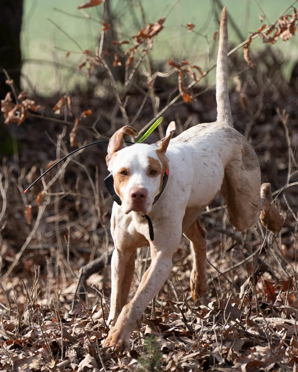 7 Must-Know Commands for Every Hunting Dog — Sportsman's Pride